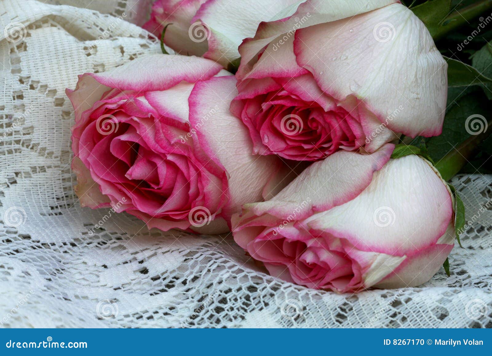 Pink and white roses stock photo. Image of blossoms, roses - 8267170