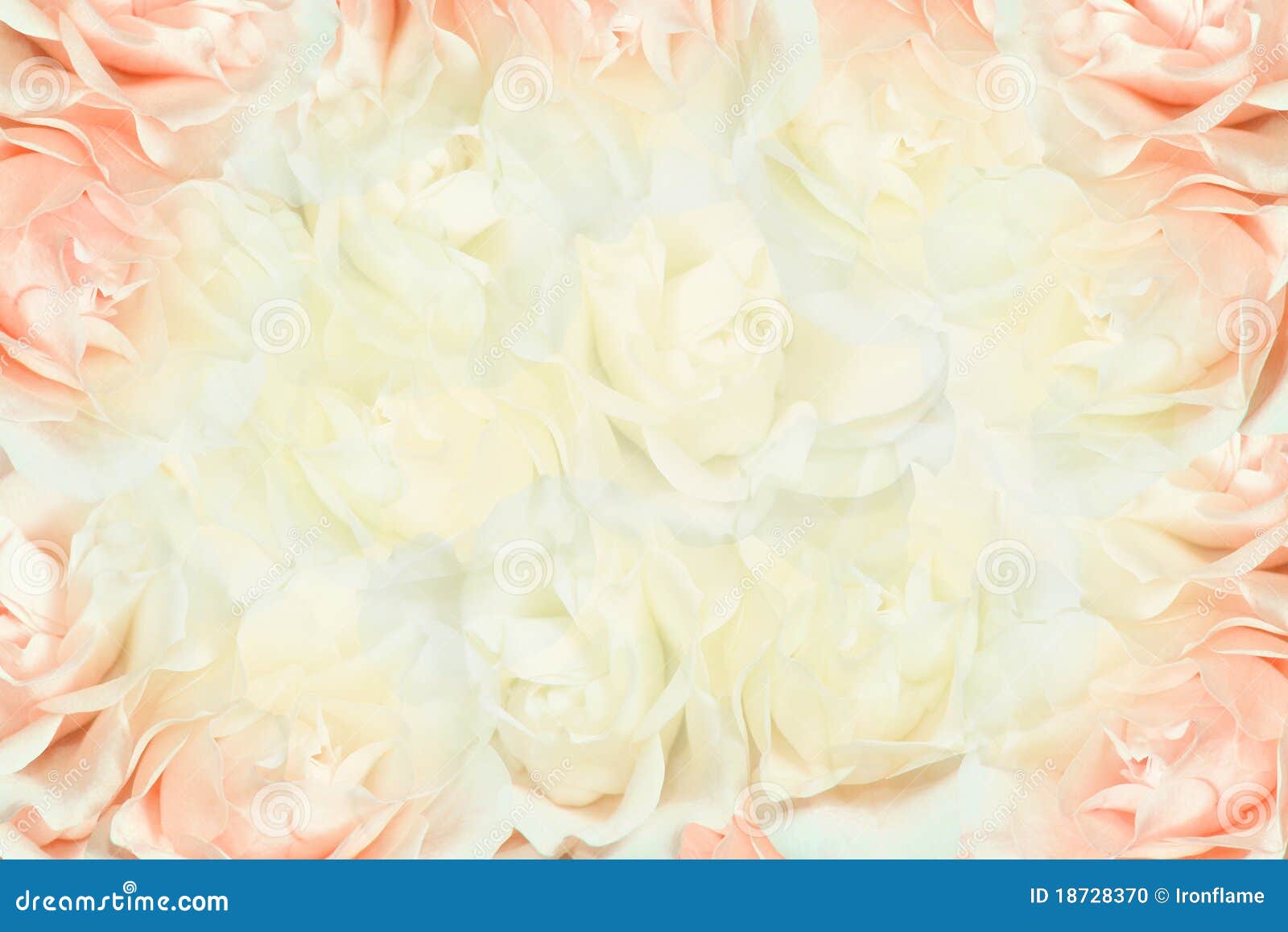 Pink and White Roses Background Stock Photo - Image of macro, blossom ...