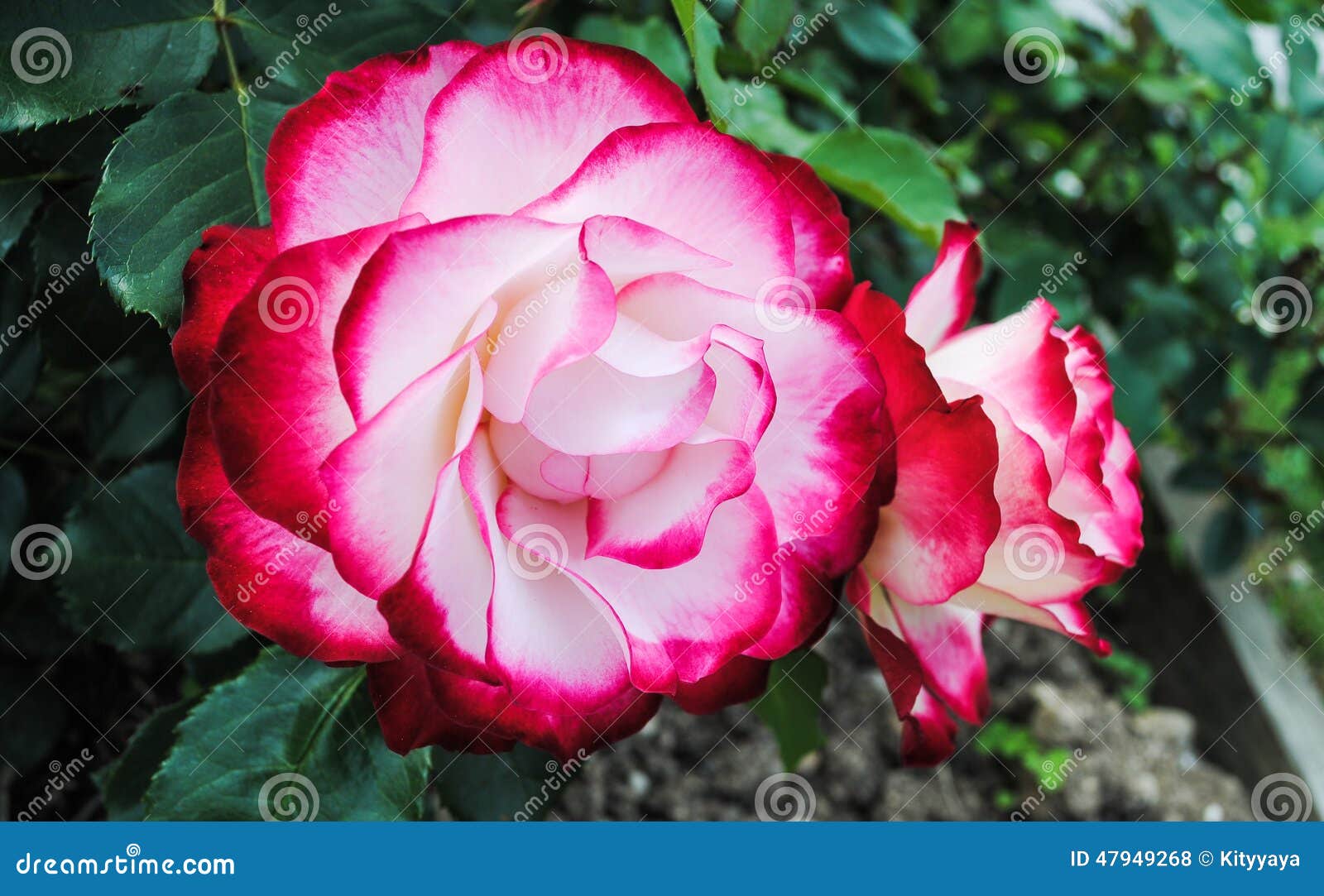 Pink and white roses stock photo. Image of roses, romance - 47949268