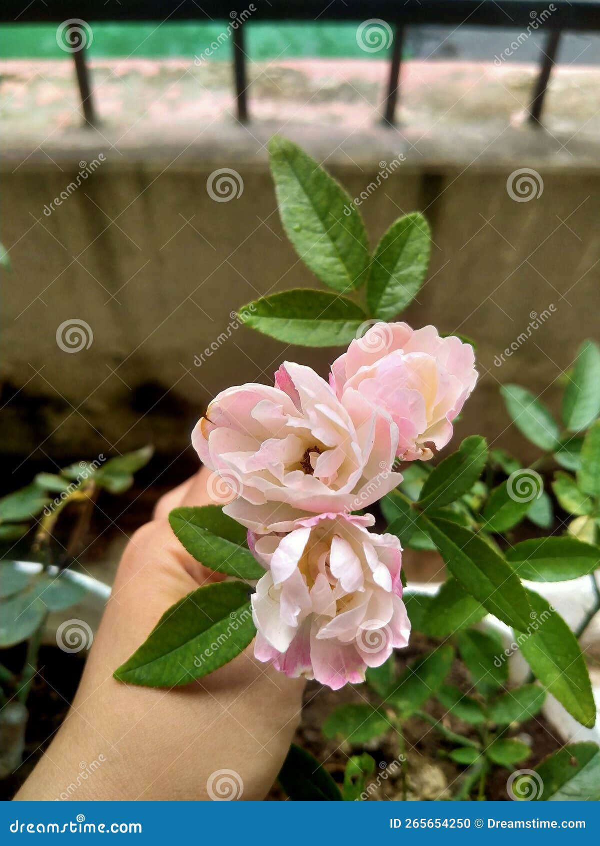Pink and White Roses Symbolize One& X27;s Grace and Compassion Stock ...