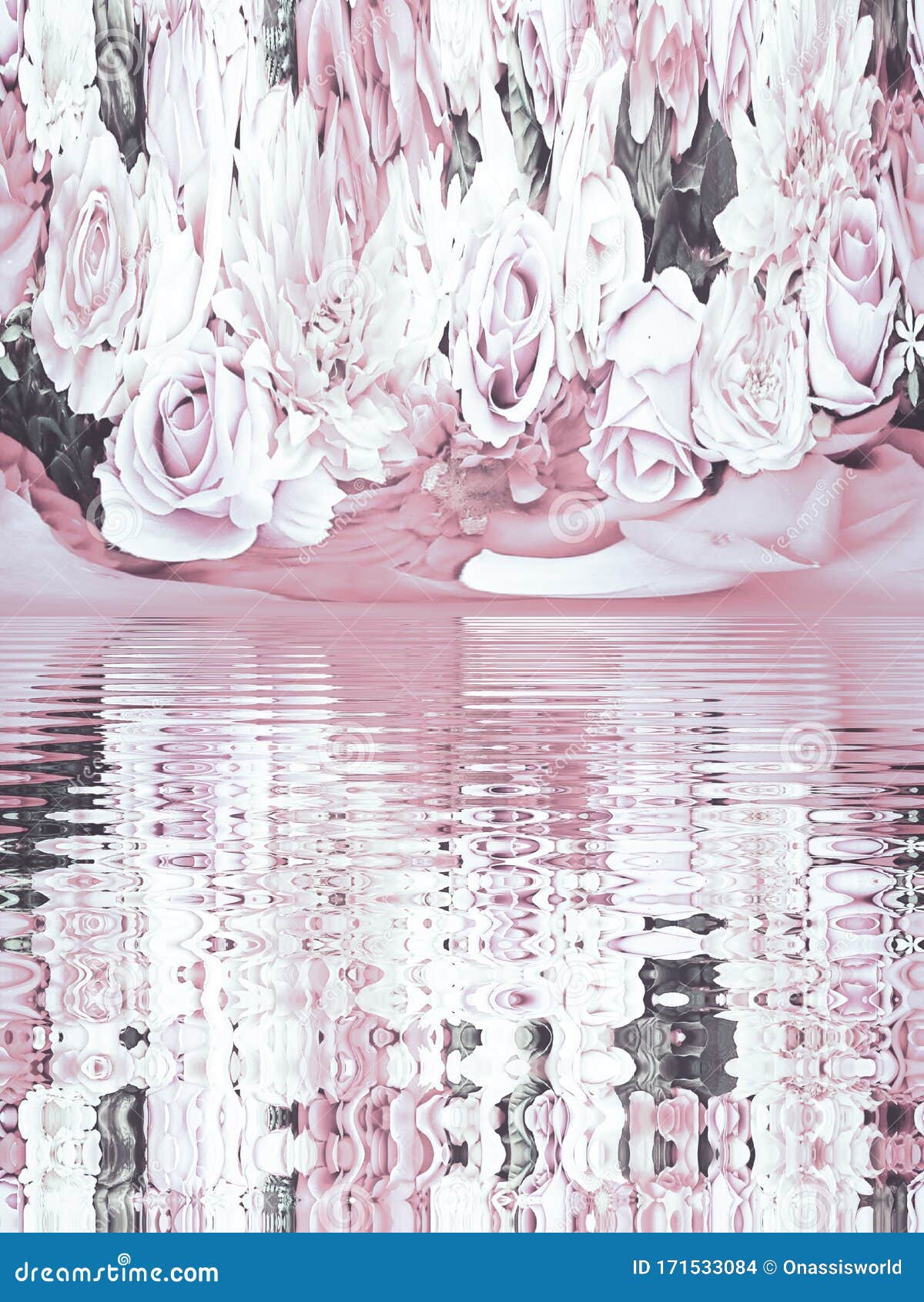 Pink White Roses on Water Reflections Stock Photo - Image of water ...