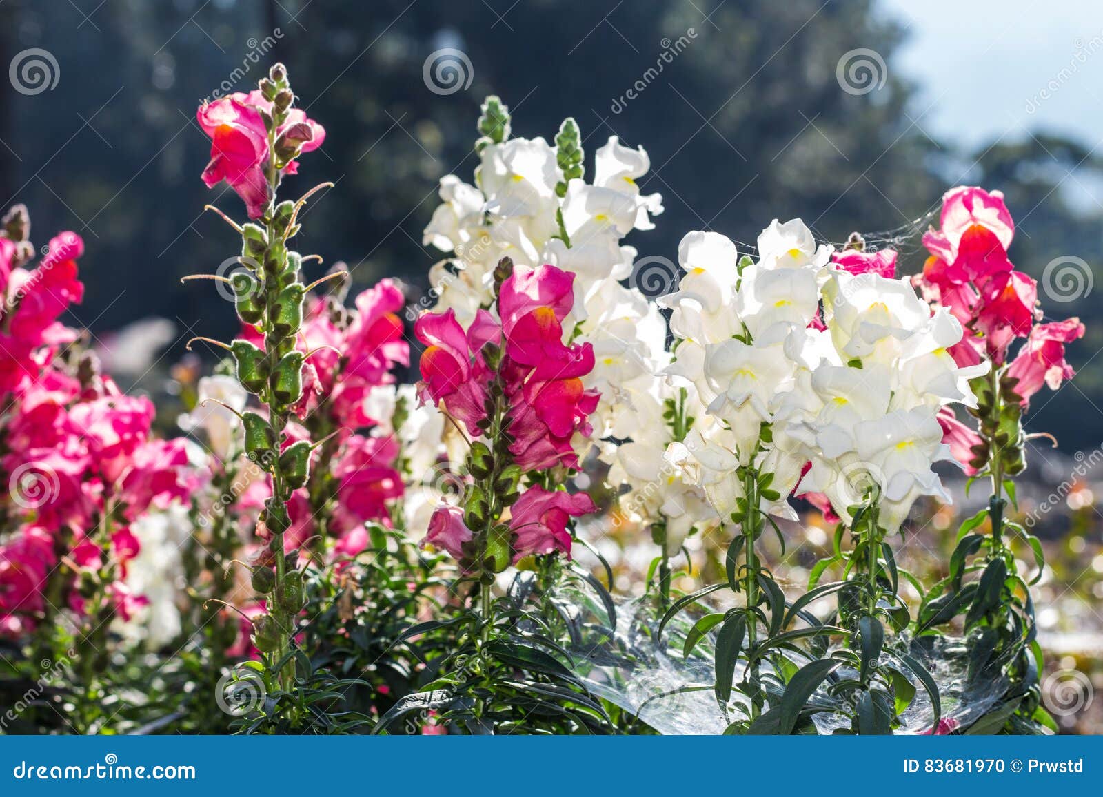 Pink and White Salvia Flowers Stock Photo - Image of blossom, perennial ...
