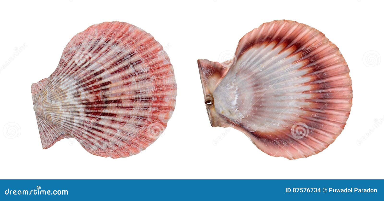 Pink and White Sea Shells Isolated on White Stock Photo - Image of pink ...