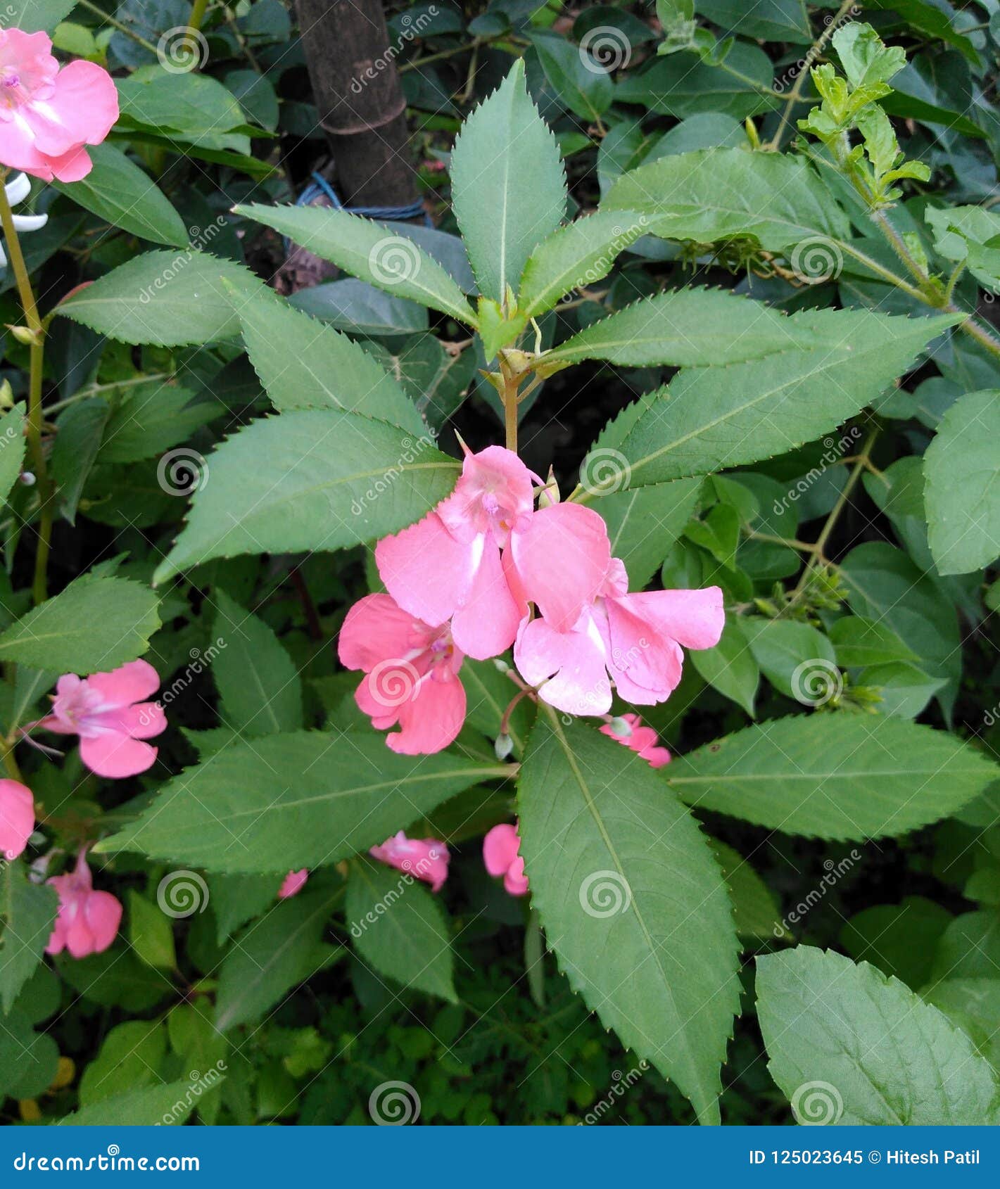 Terda stock image. Image of flower, soft, white, terda - 125023645