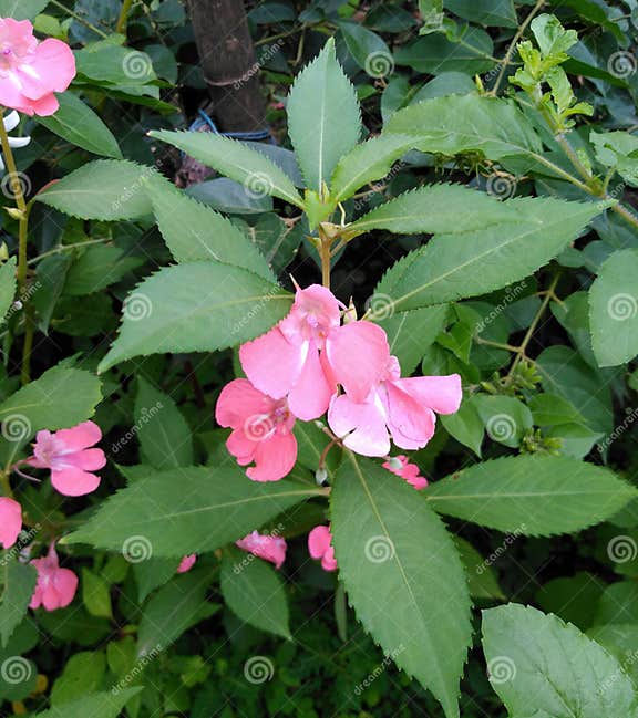 Terda stock image. Image of flower, soft, white, terda - 125023645