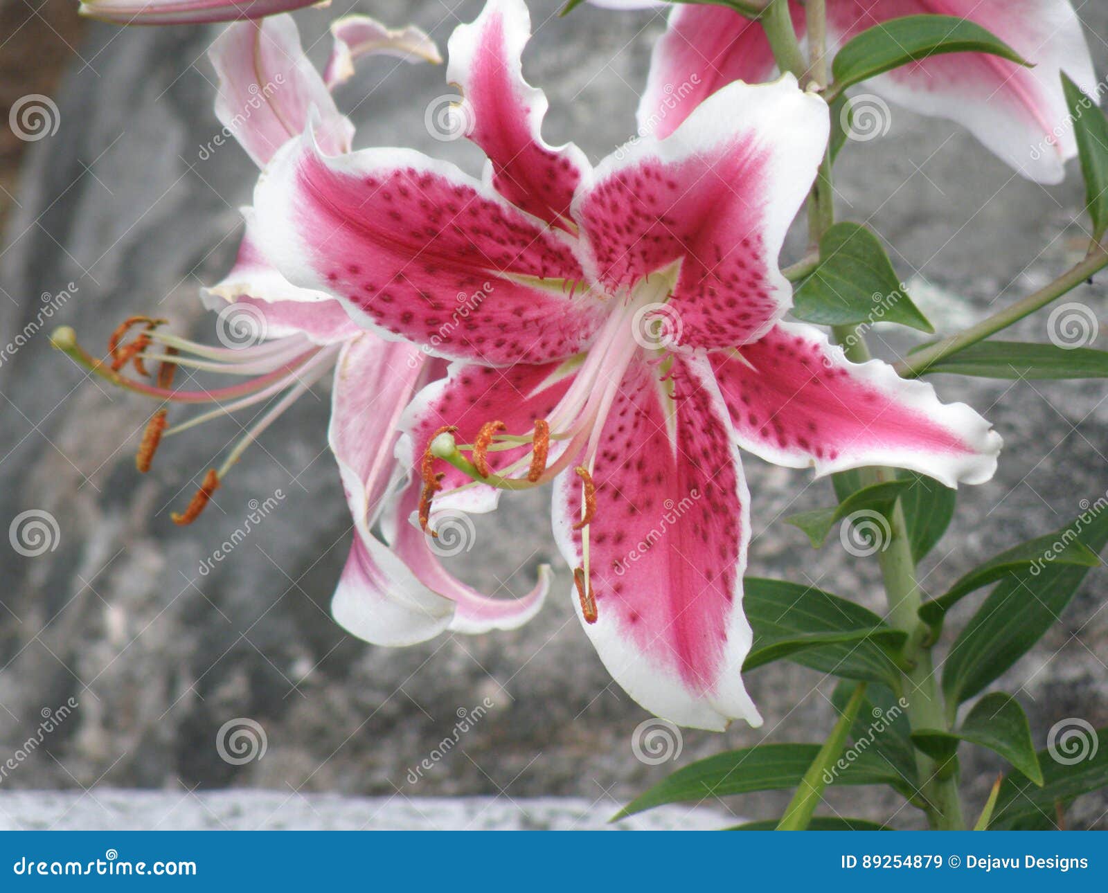 Pink and White Stargazer LIly in a Garden Stock Image - Image of lilium ...
