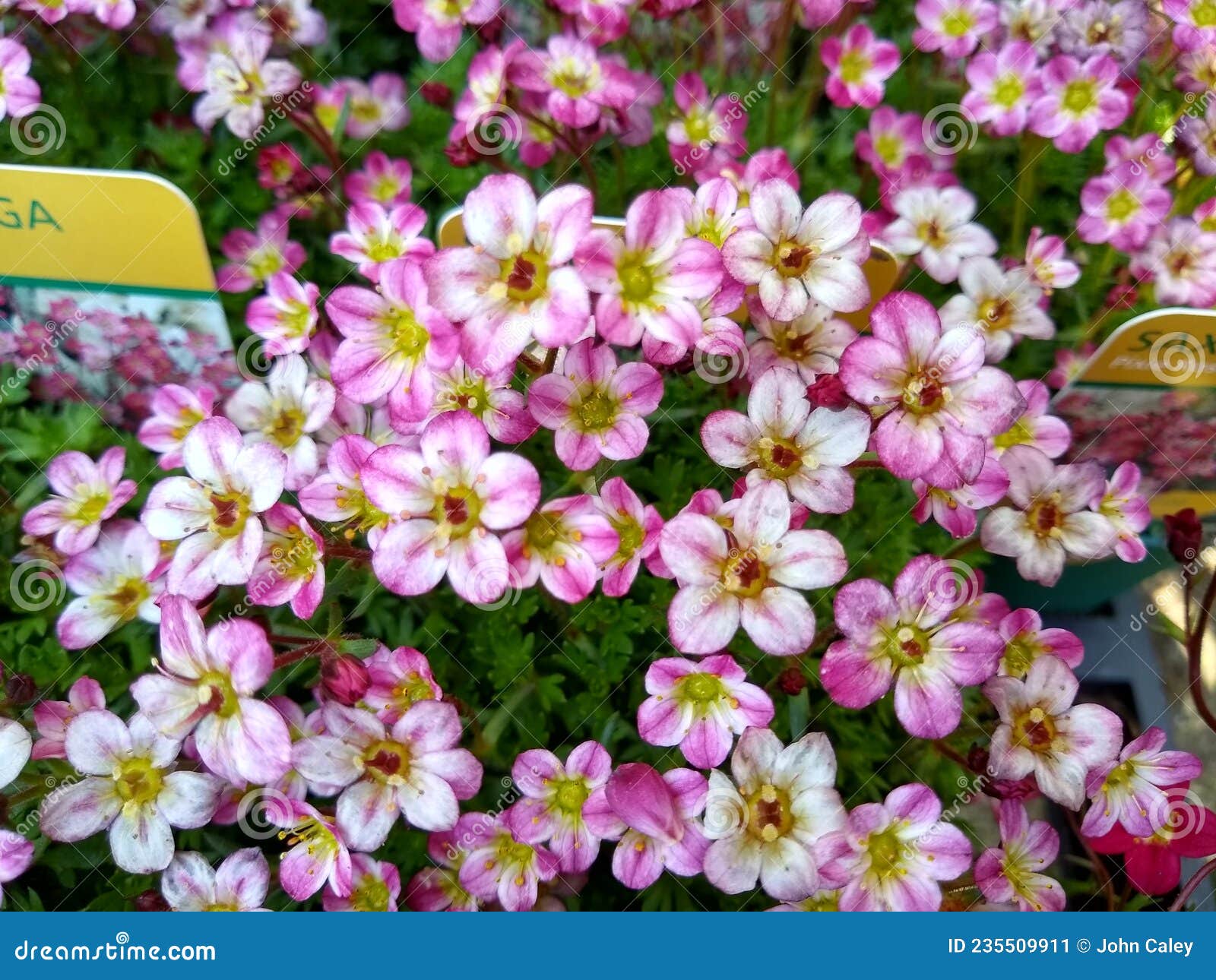 Saxifraga `Pixie Rose` stock image. Image of colorful - 235509911