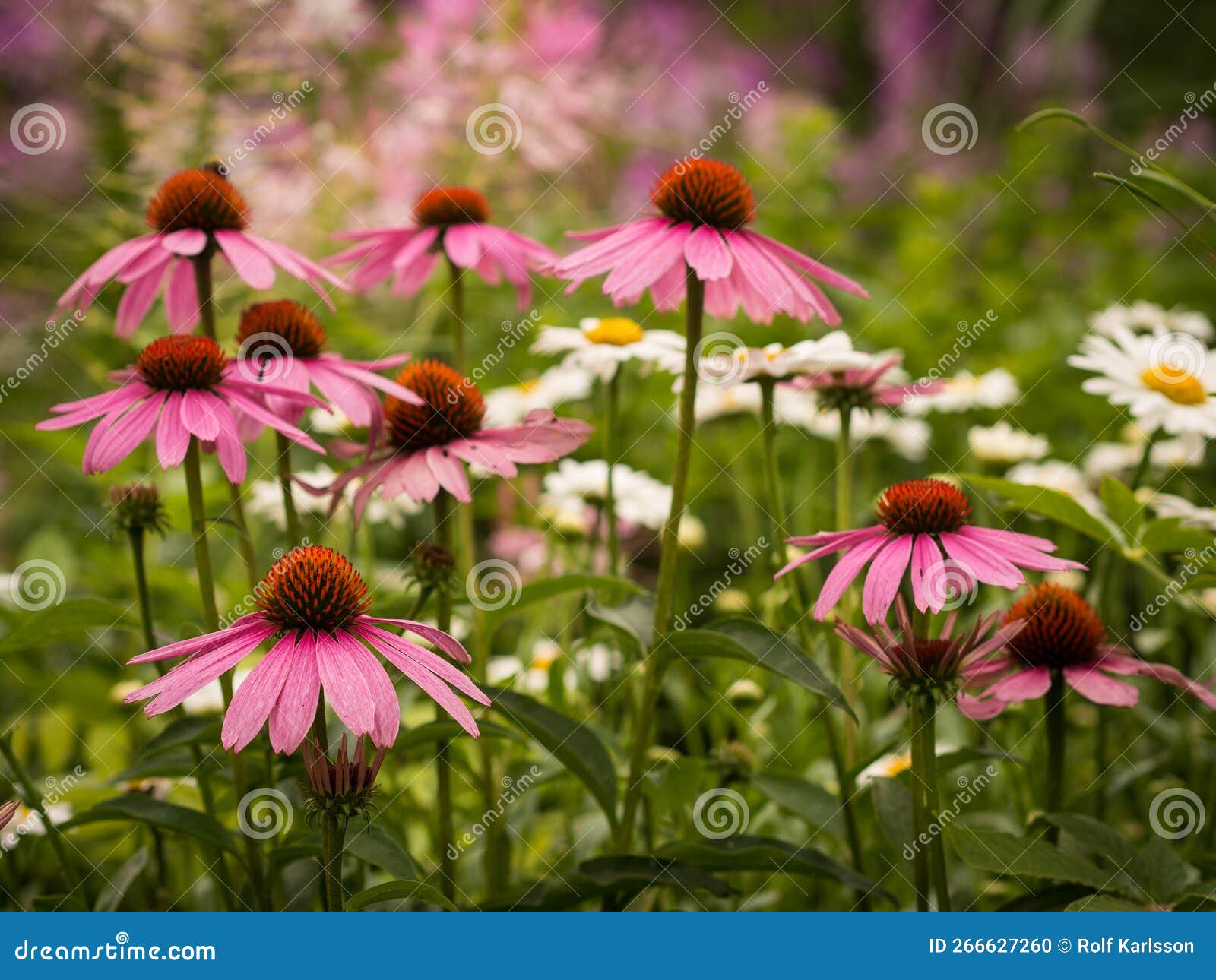 Pink and White Summer Flowers Coneflower Echinacea and Daisy Stock ...