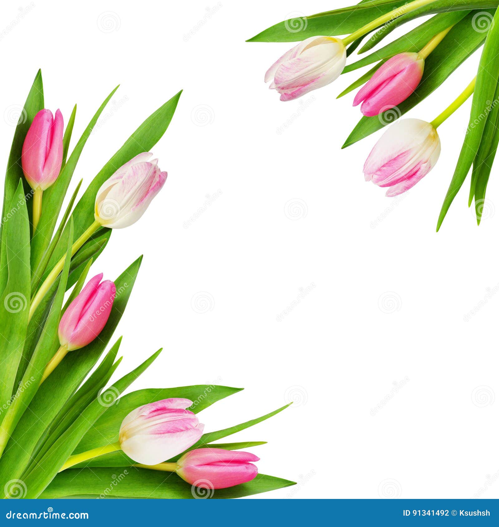 Pink and White Tulip Flowers Corners Stock Photo - Image of corner ...