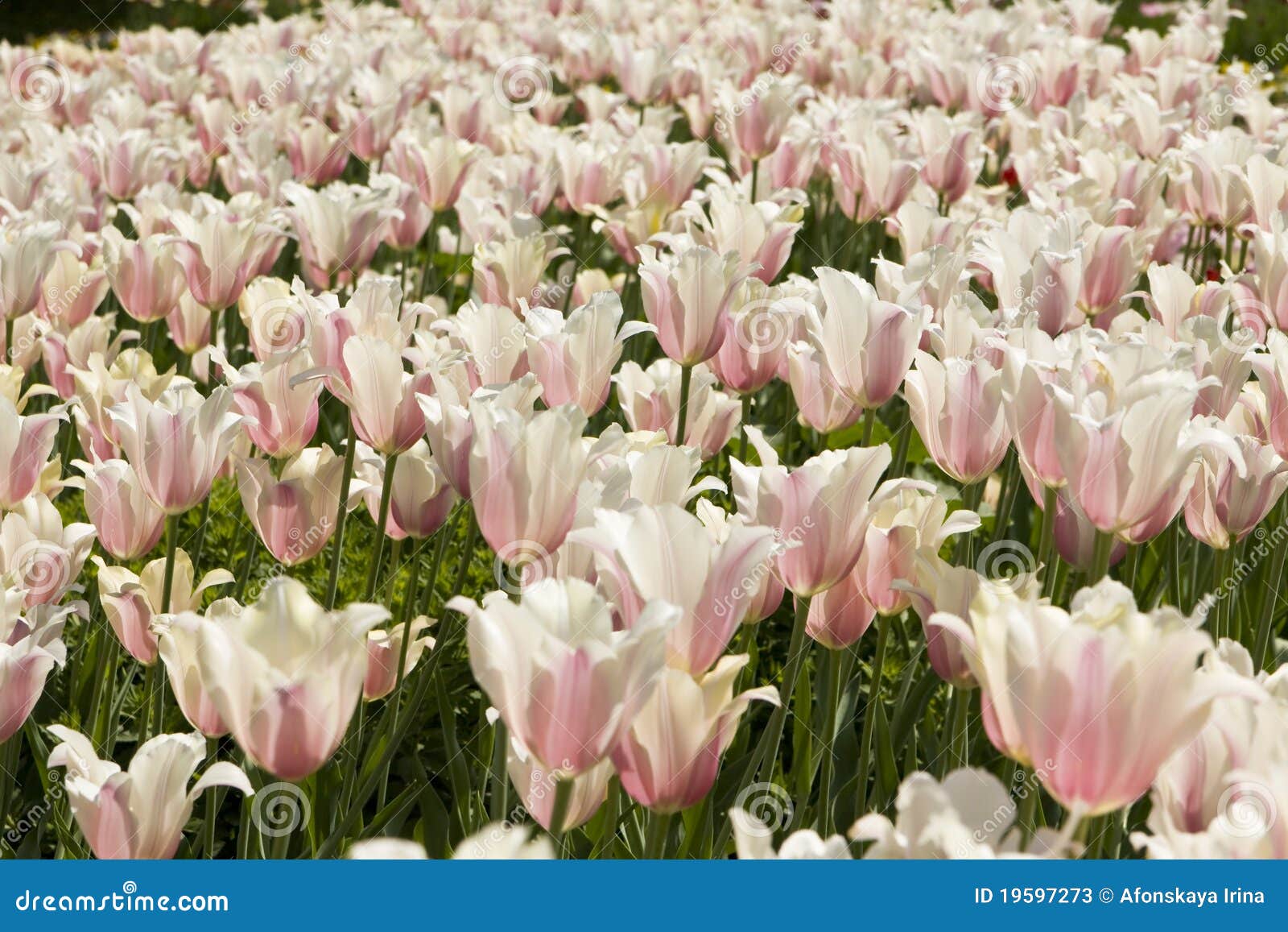 Pink-white tulips stock image. Image of white, nature - 19597273