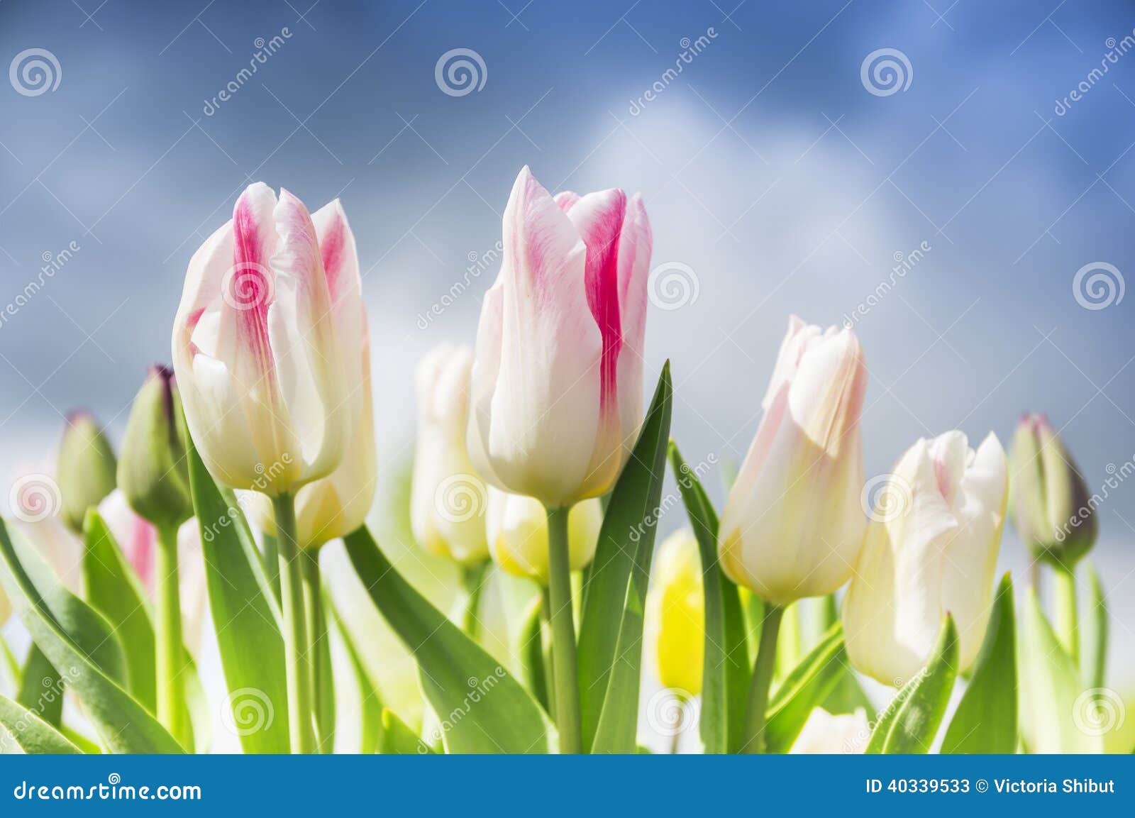 58,774 Overcast Spring Stock Photos - Free & Royalty-Free Stock Photos ...