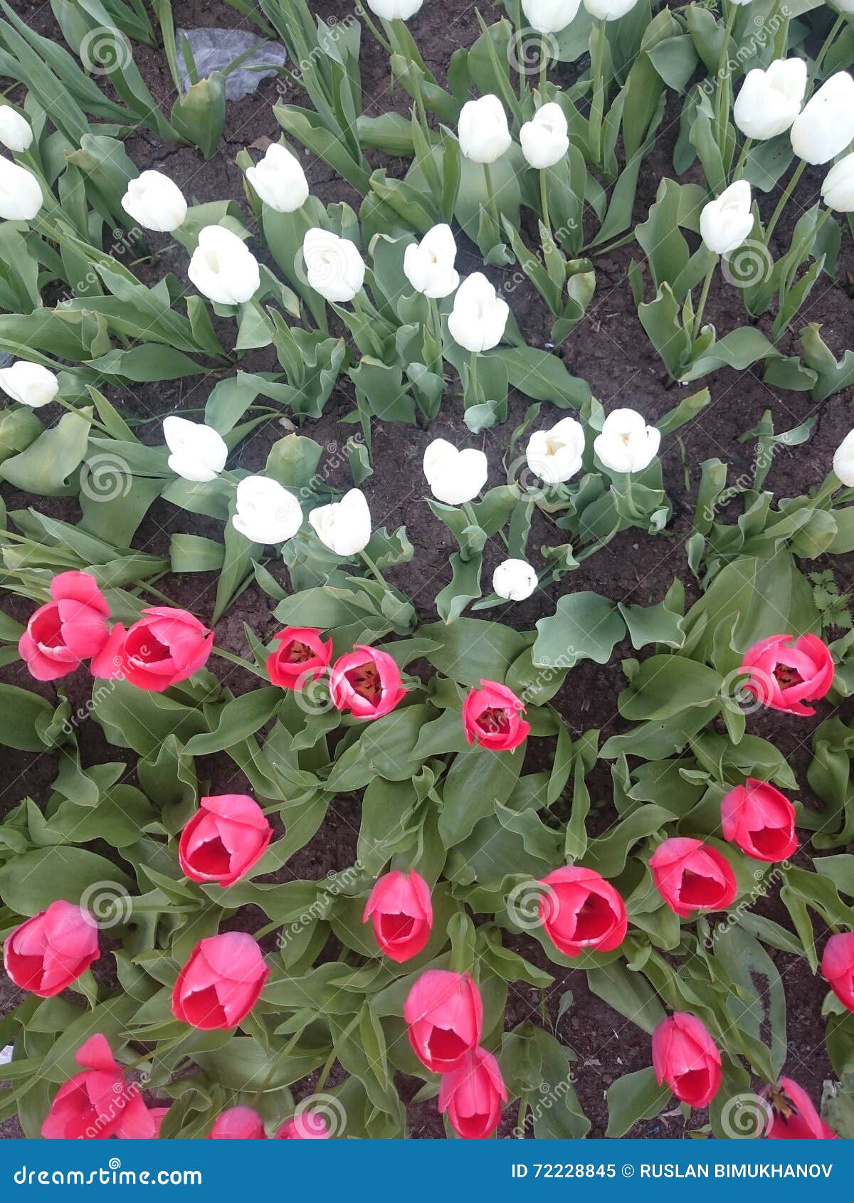 Pink and white tulips stock image. Image of flowers, beautiful - 72228845