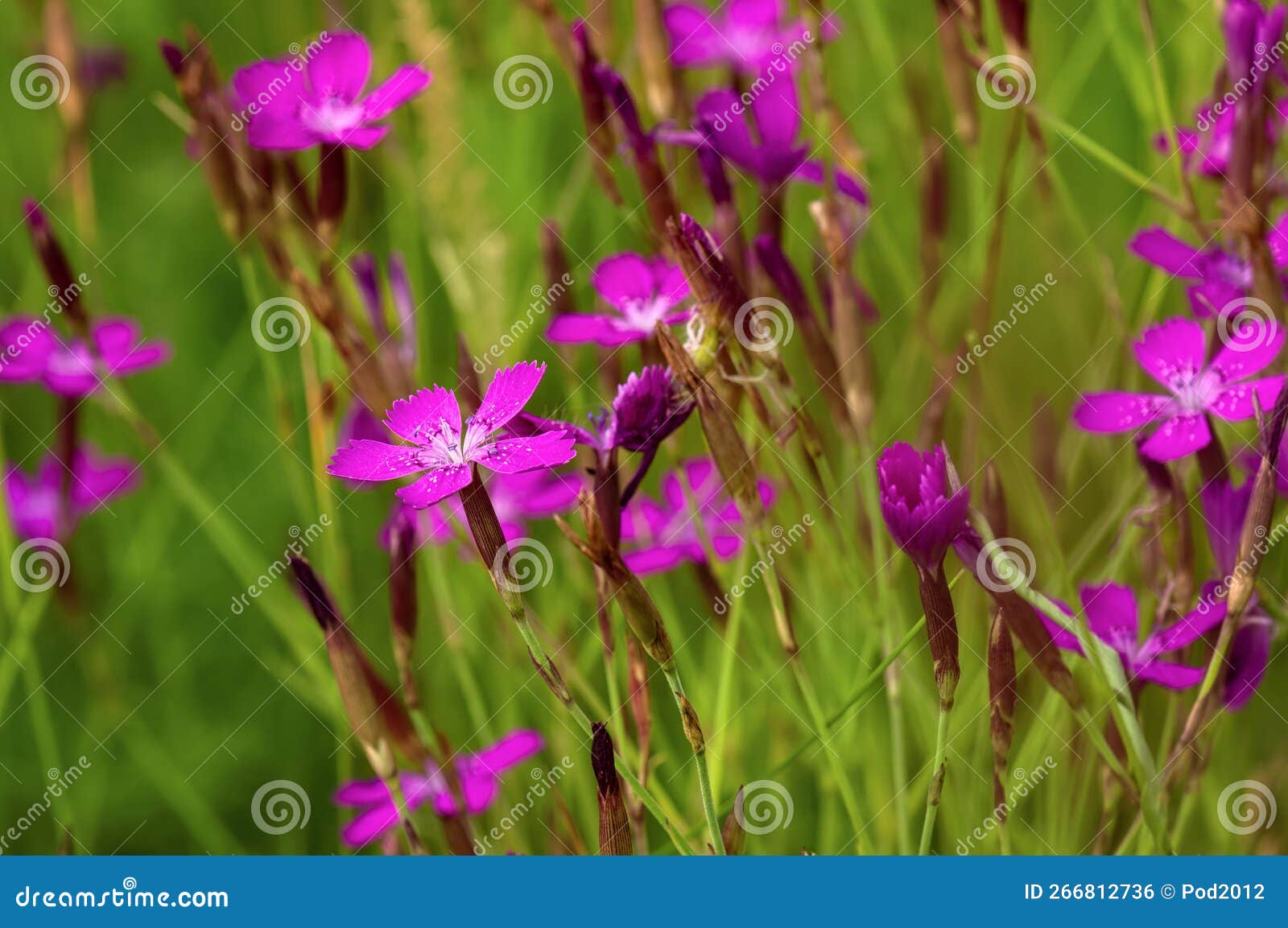 Pink Wild Carnation Flowers on the Field Stock Photo - Image of ...