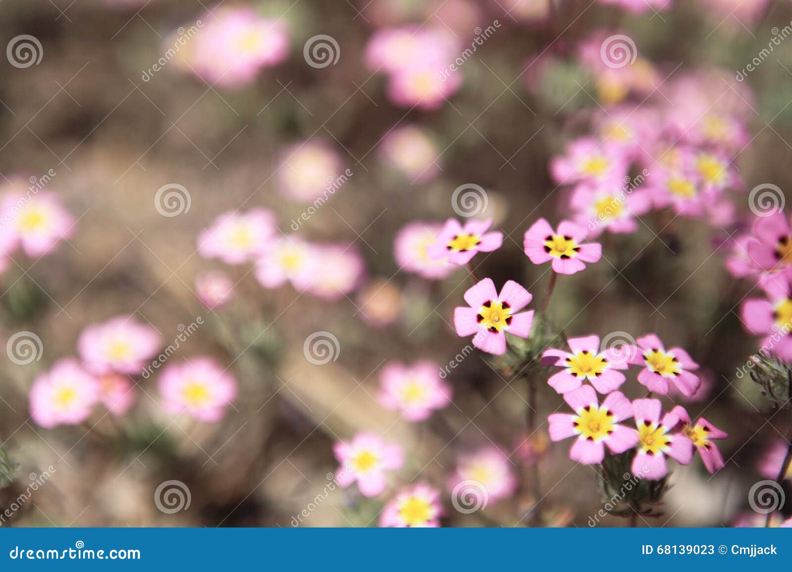 Pink Wild Flowers in Field. Spring Theme Stock Image - Image of flowers ...