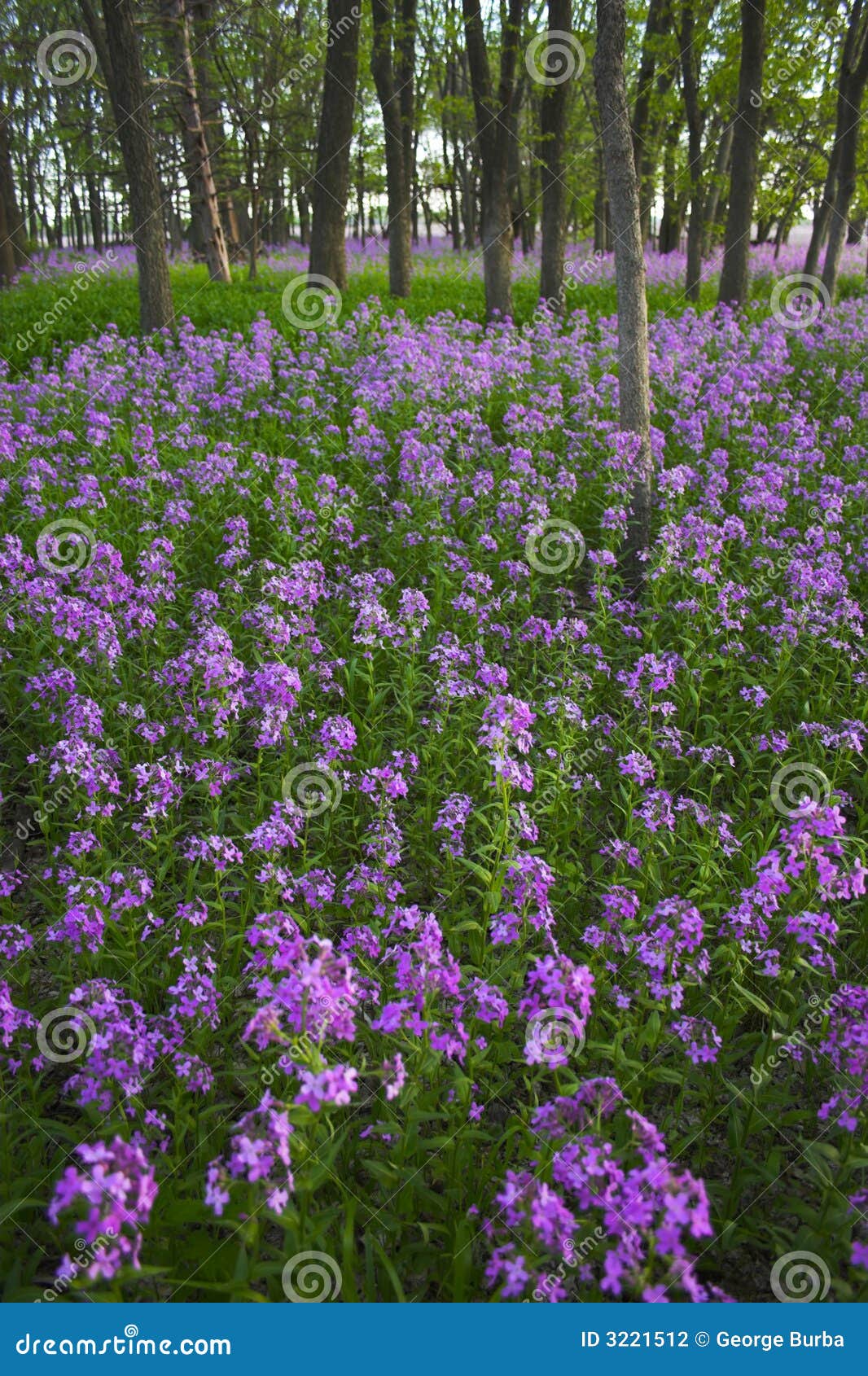 Pink Wild Flowers and Forest Stock Photo - Image of abstract, beauty ...