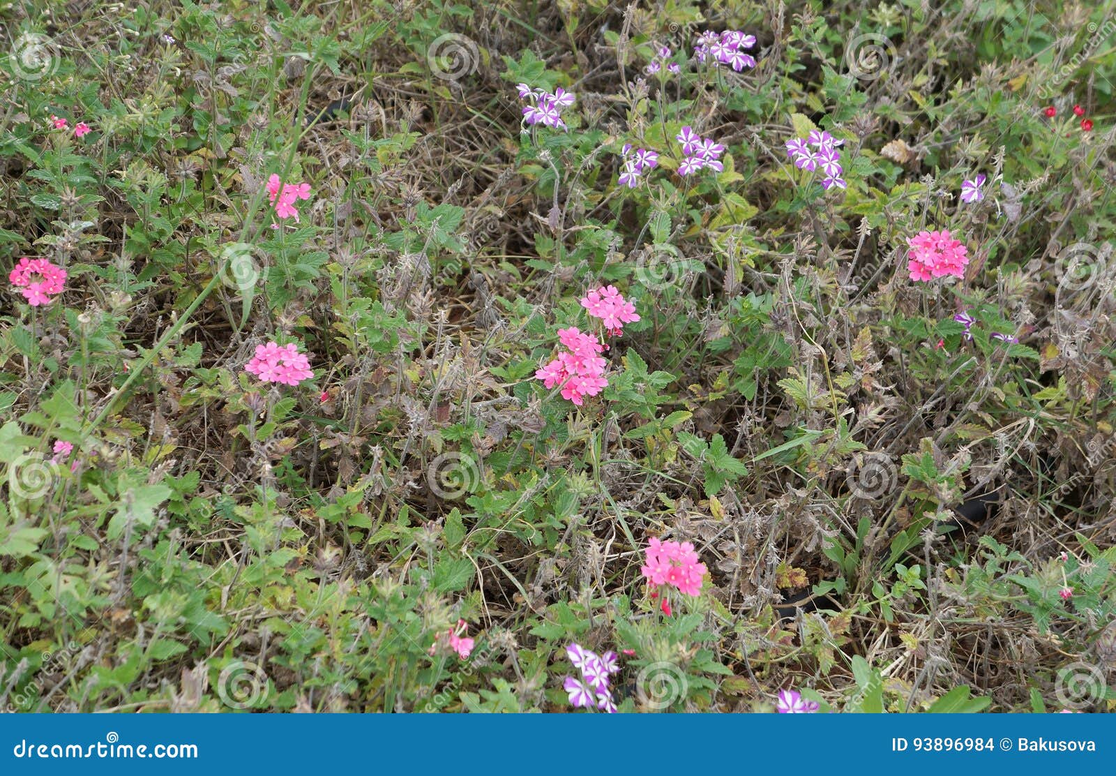 Pink Wild Geranium in Bloom Stock Photo - Image of nature, blossom ...