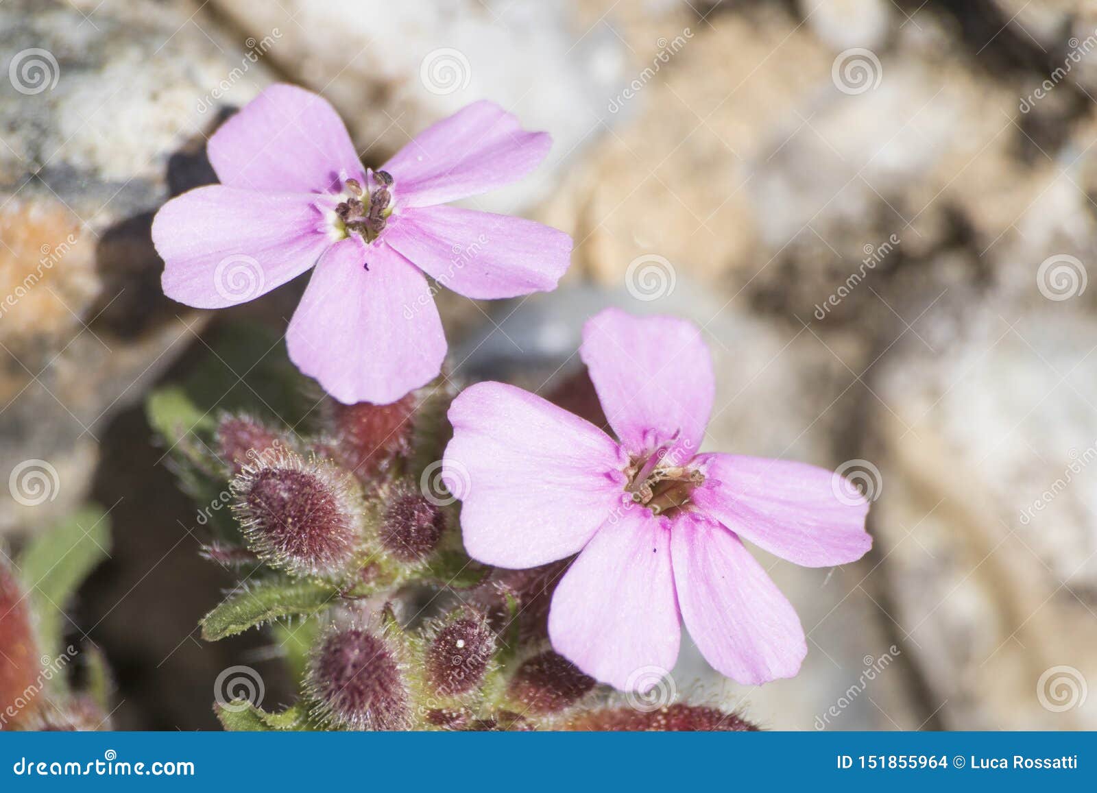 Pink Wild Geranium Flower during Spring Stock Photo - Image of botany ...