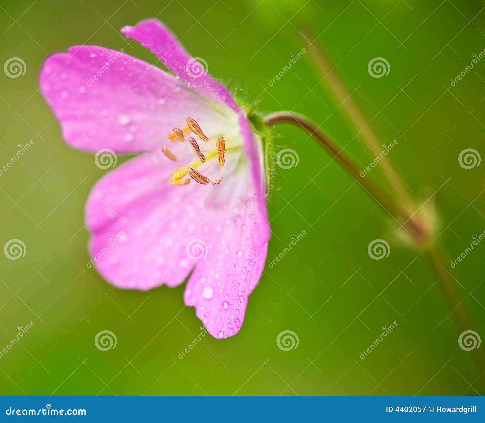 Pink Wild Geranium (Geranium Maculatum) Stock Image - Image of floral ...