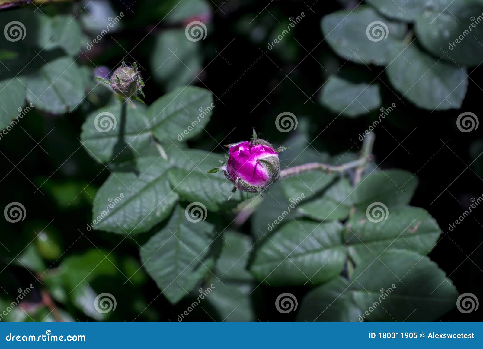 Pink wild rose bud stock image. Image of flora, fresh - 180011905
