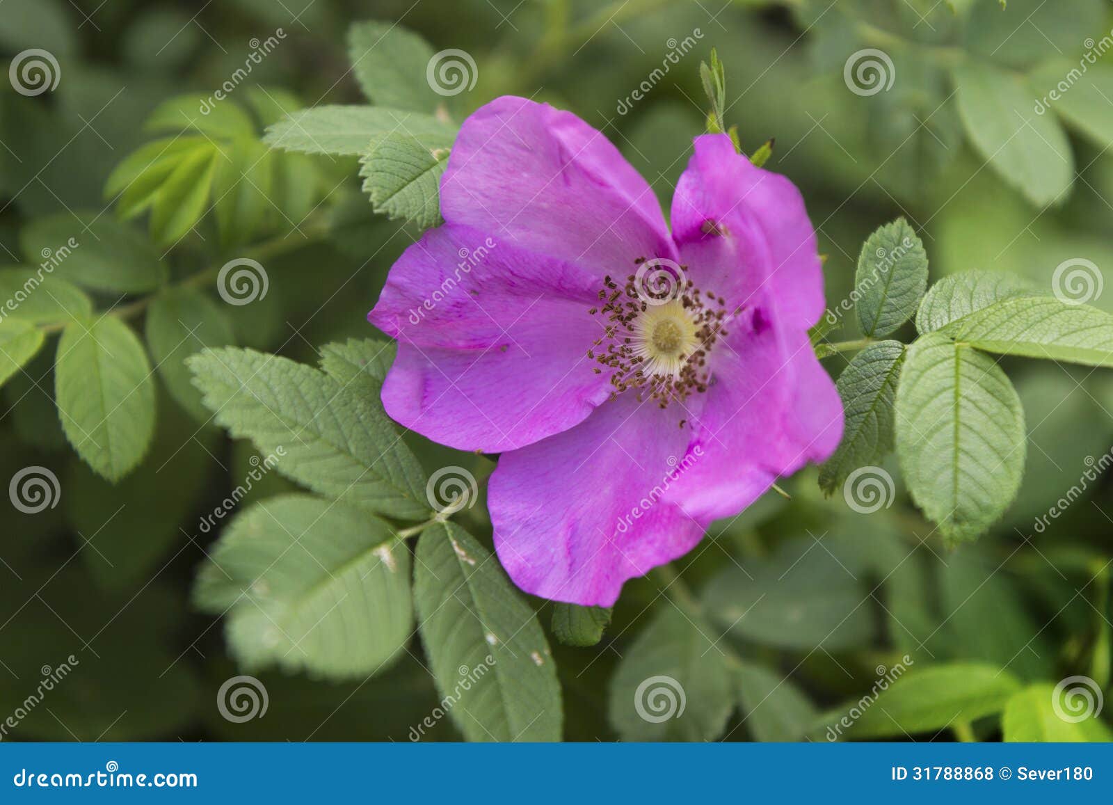 Pink wild rose flower stock photo. Image of pink, flower - 31788868