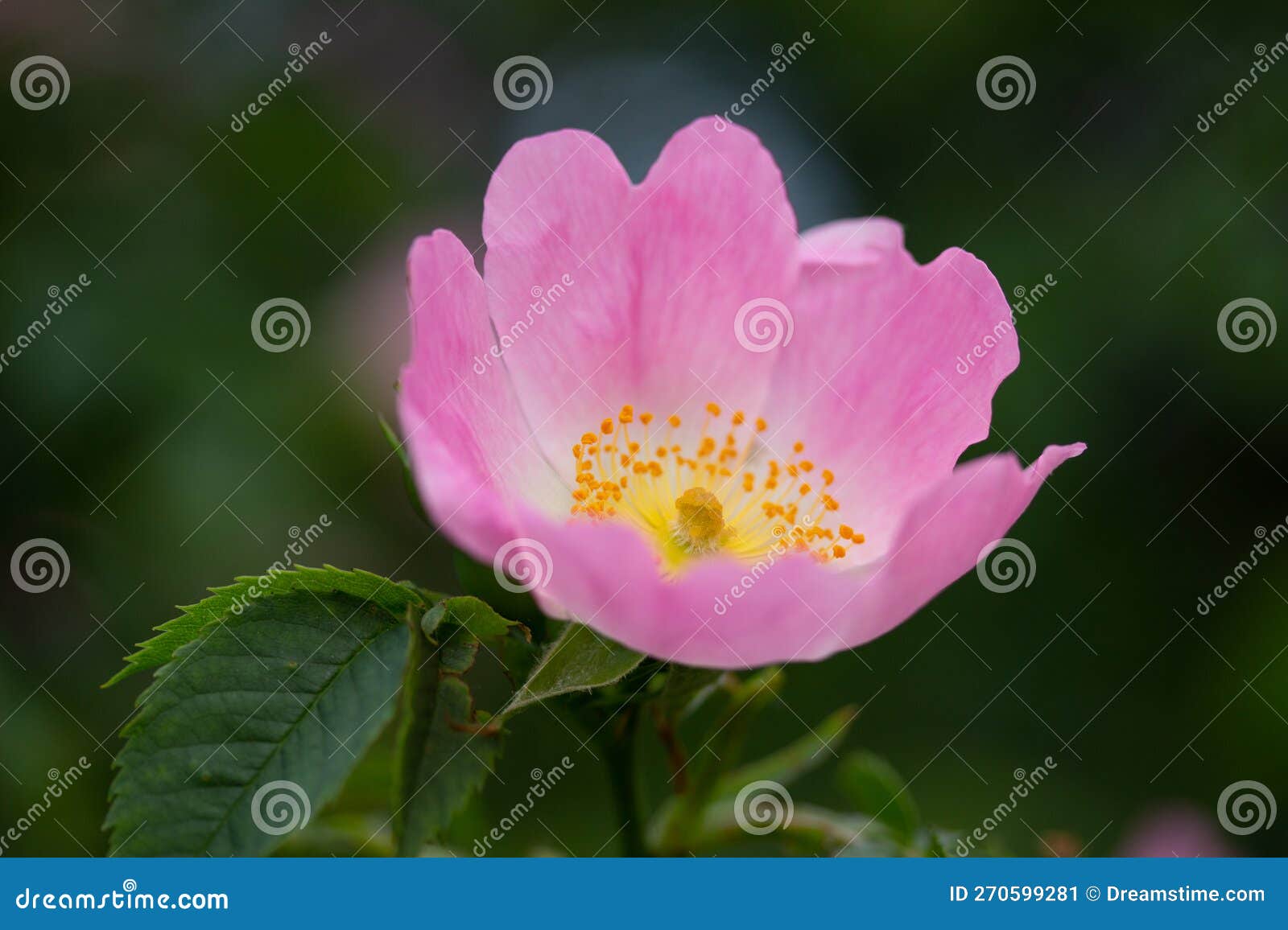 Pink Wild Rose in Spring in Austria Stock Image - Image of cottage ...