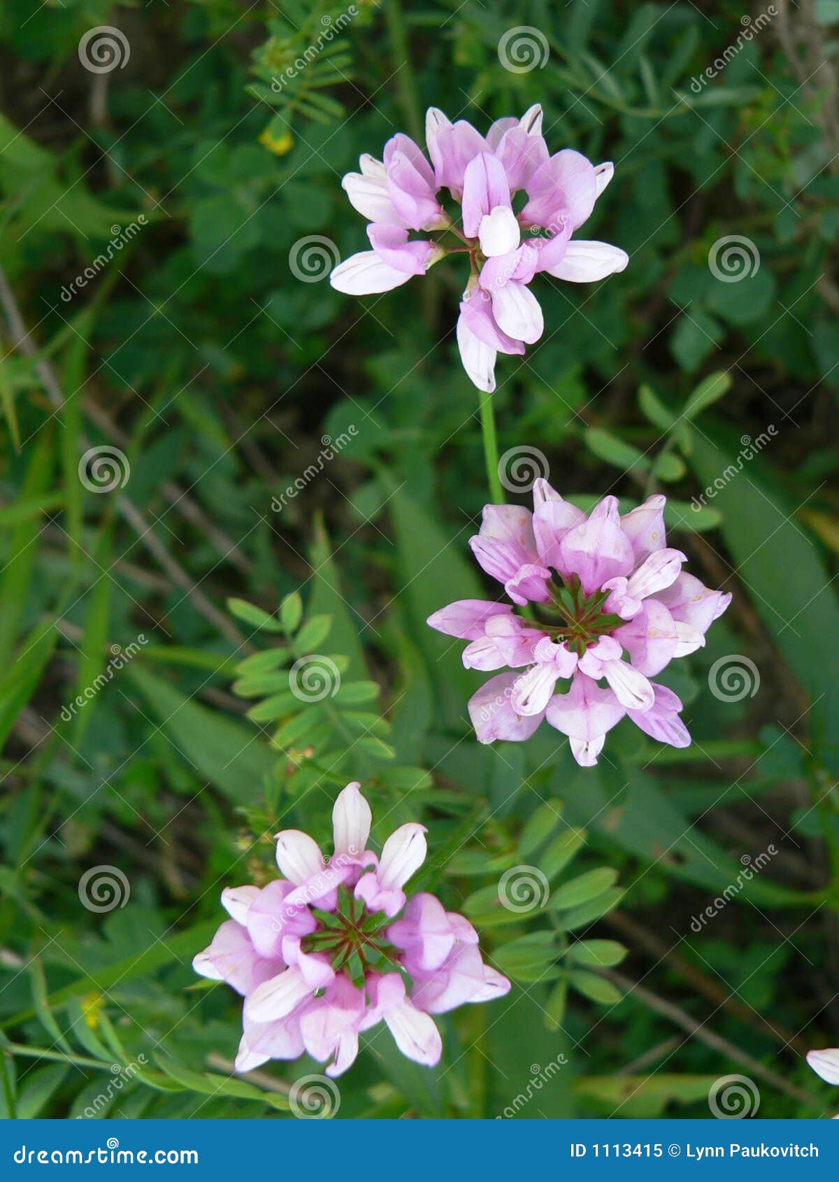 Pink Wildflower stock image. Image of natural, vetch, fields - 1113415
