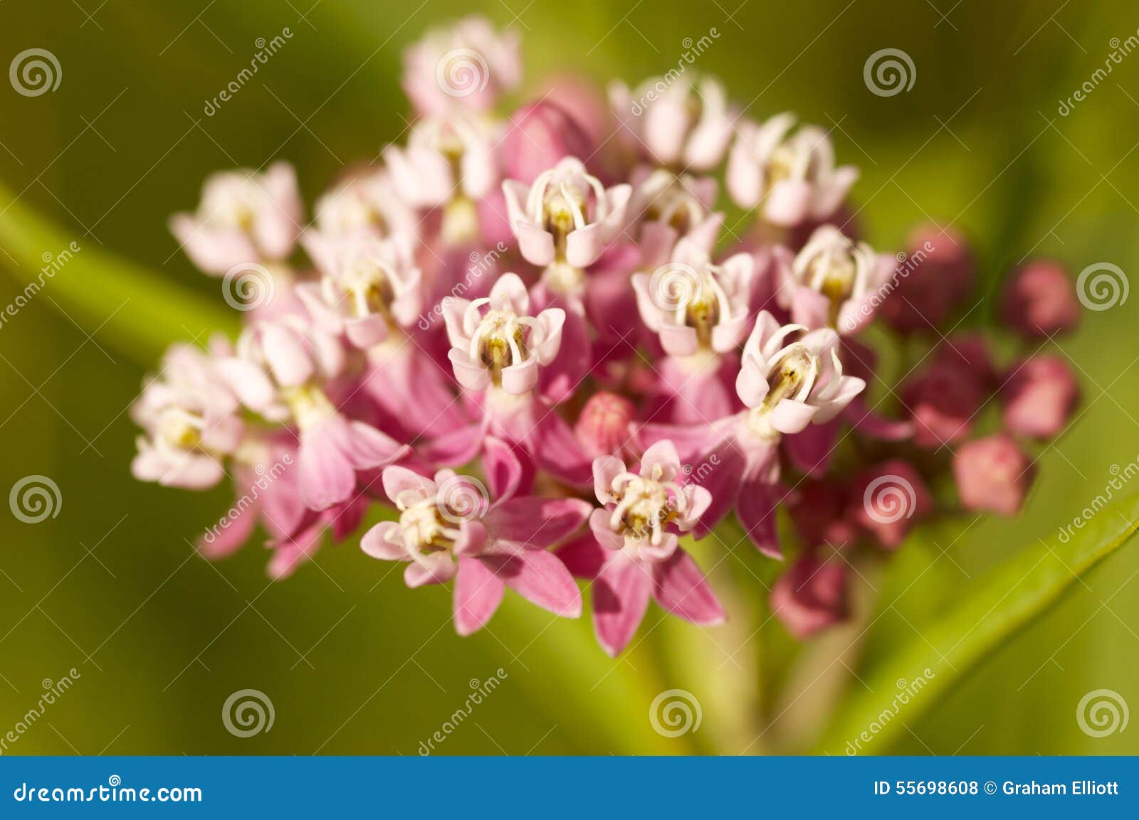 Pink Wildflower in the Spring Stock Photo - Image of bottom, bumble ...