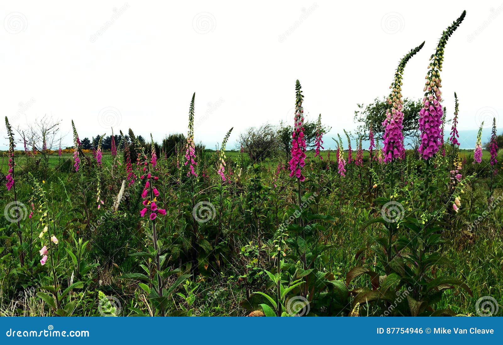 Pink Wildflowers stock photo. Image of daytime, meadows - 87754946