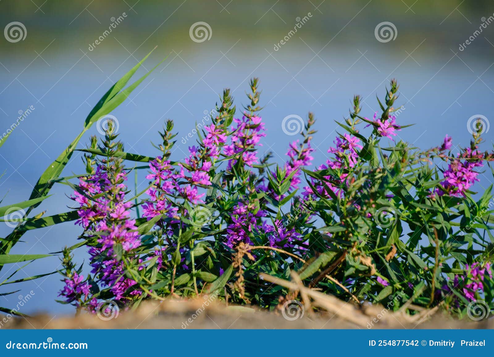 Pink Wildflowers Shore and Against Background Blue River Stock Photo ...