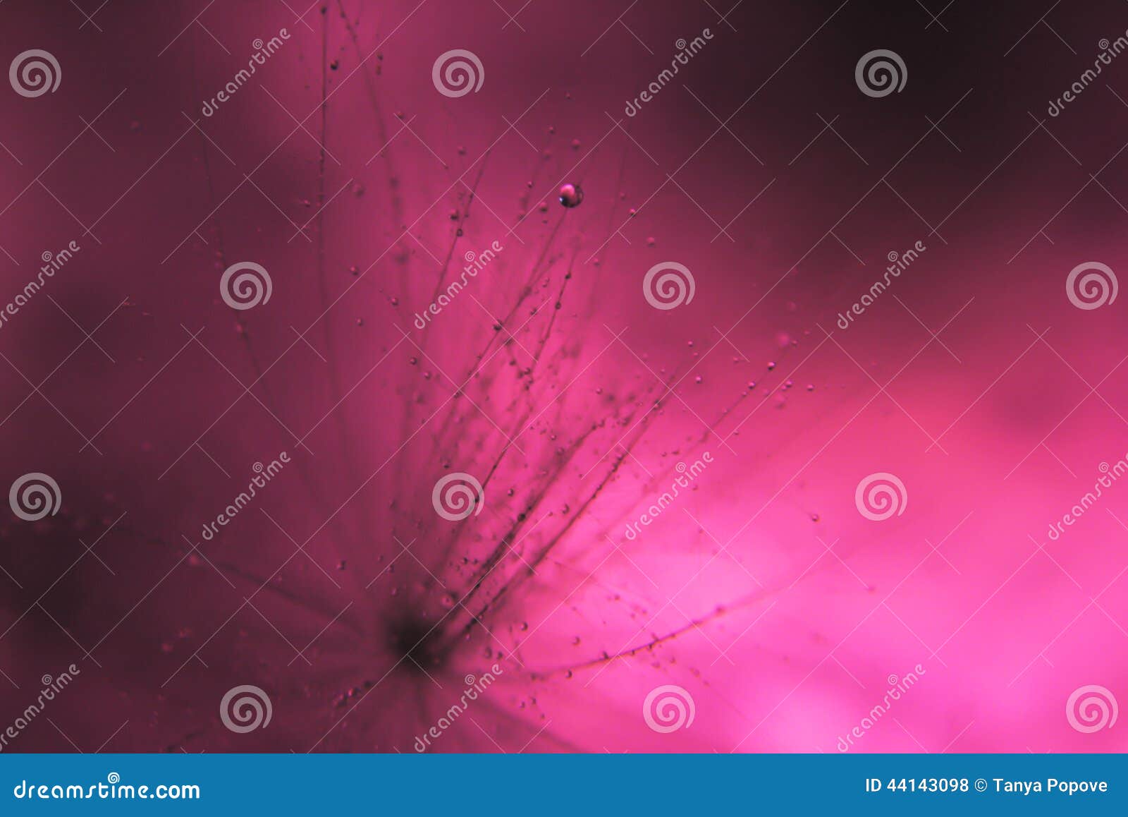 Pink wish stock photo. Image of blossom, tranquil, pure - 44143098