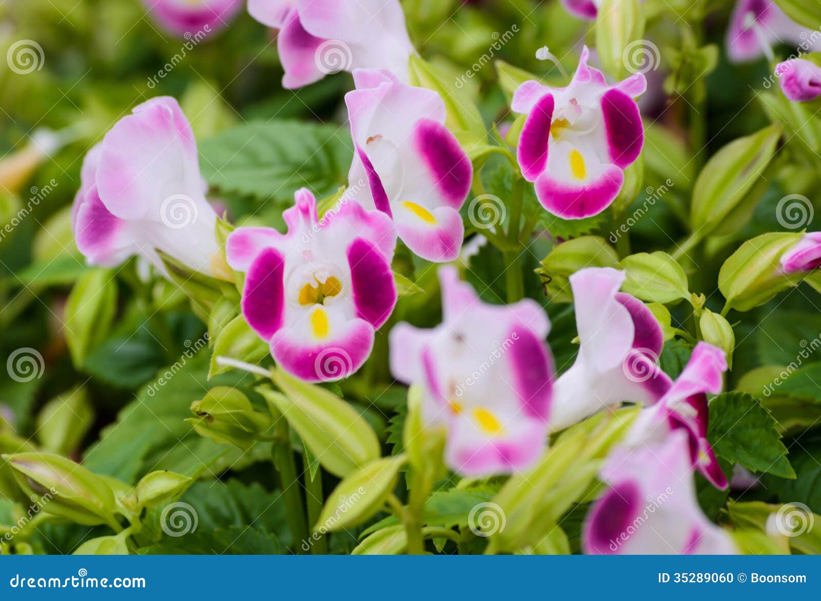 Pink Wishbone flower stock photo. Image of torenia, linderniaceae ...