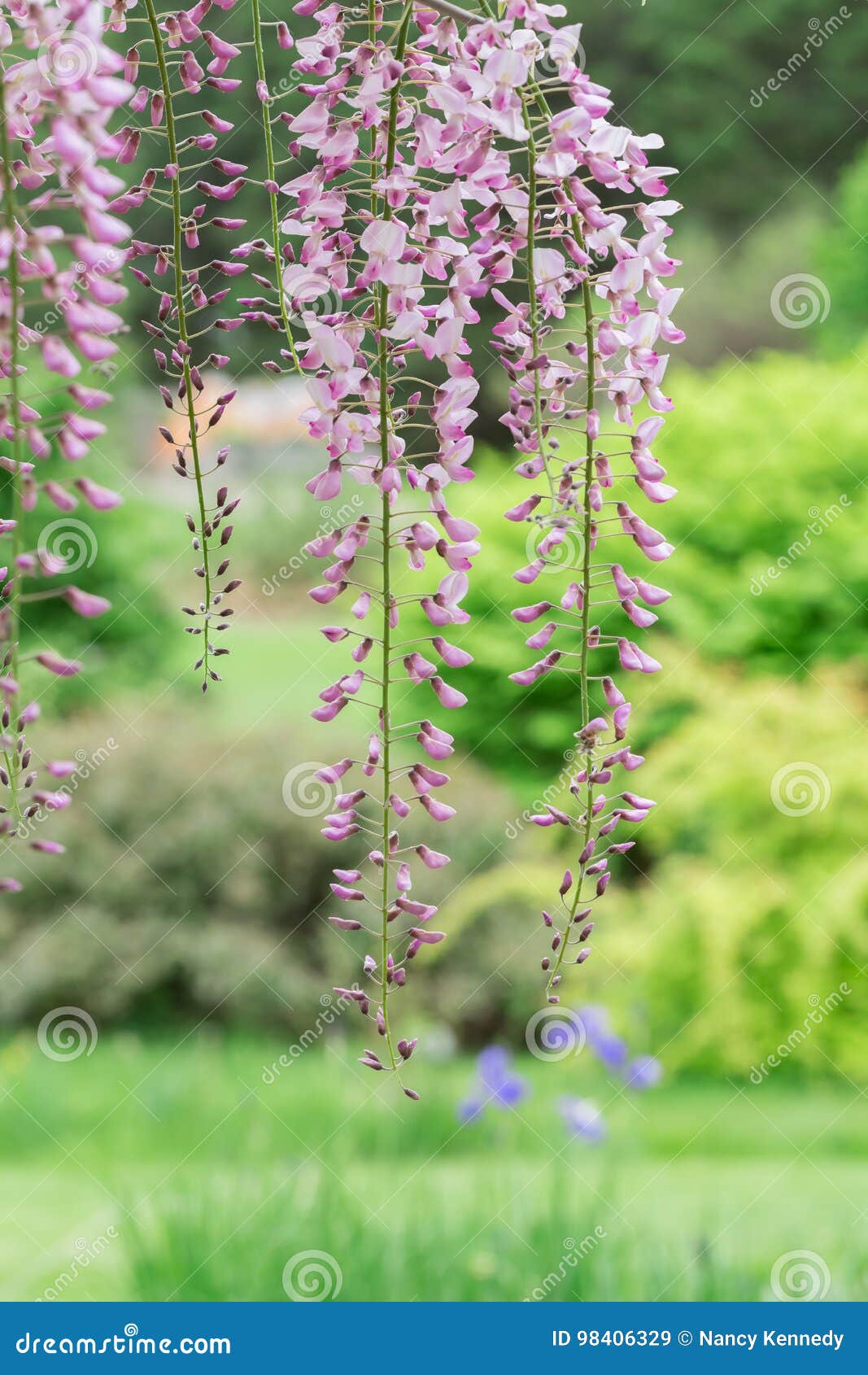 Pink Wisteria stock image. Image of wisteria, perennial - 98406329