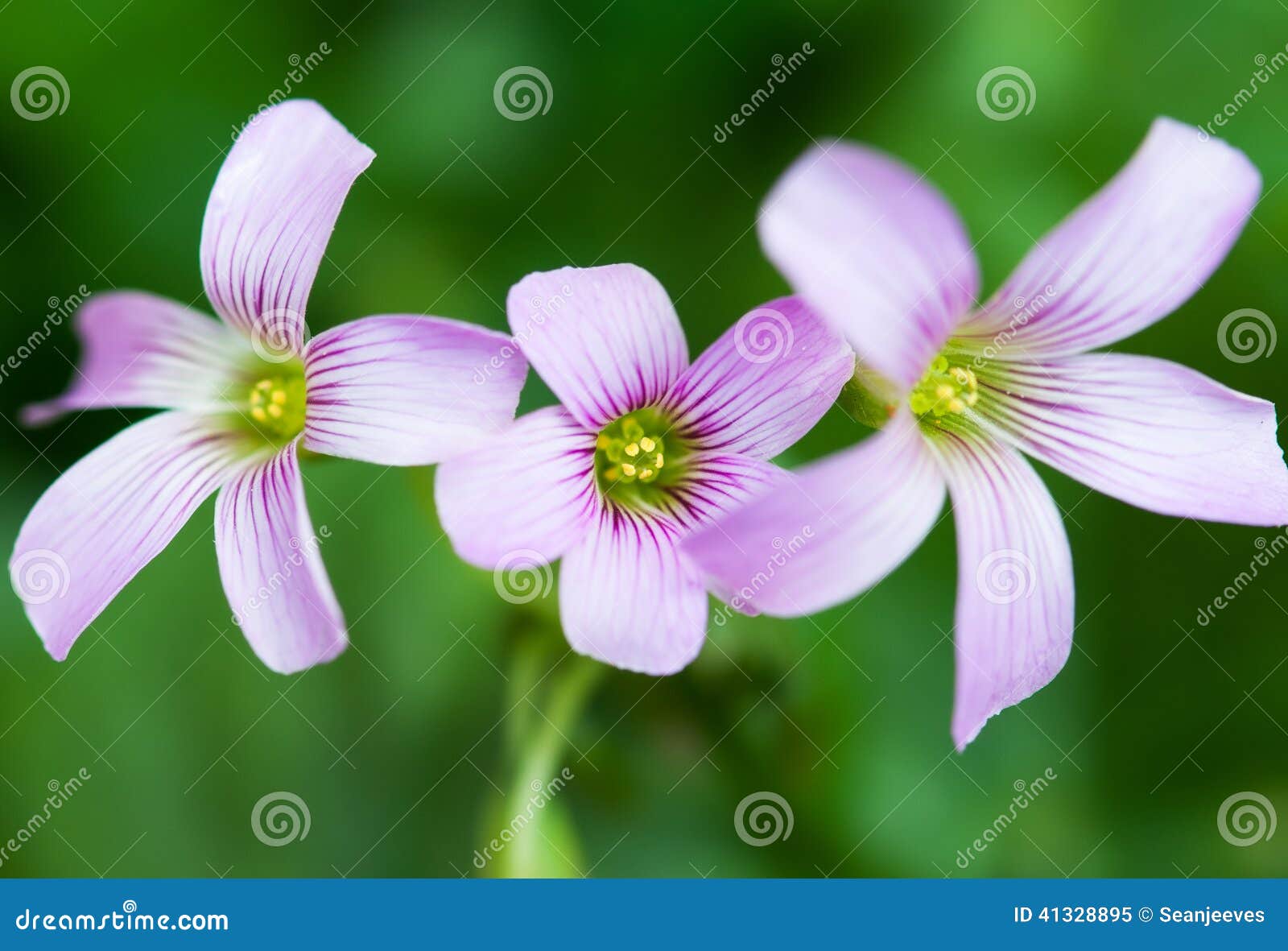 Pink Wood Sorrel stock image. Image of blossoms, green - 41328895
