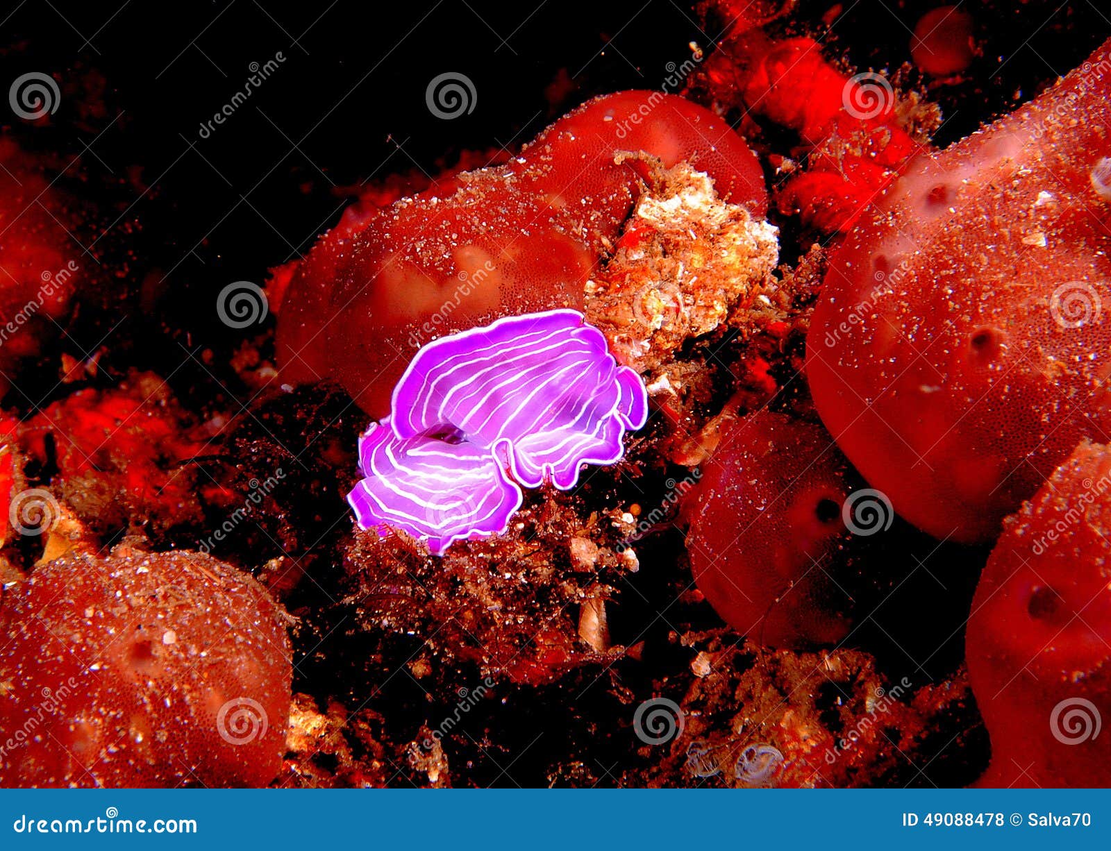 Pink worm stock photo. Image of photographed, snorkeling - 49088478
