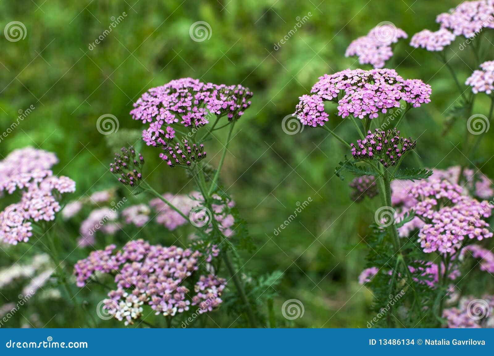Pink yarrow stock photo. Image of pink, leaves, blossom - 13486134