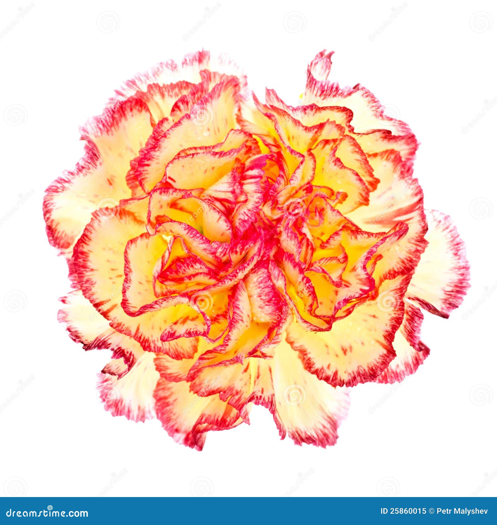 Pink and Yellow Carnation stock image. Image of beautiful - 25860015