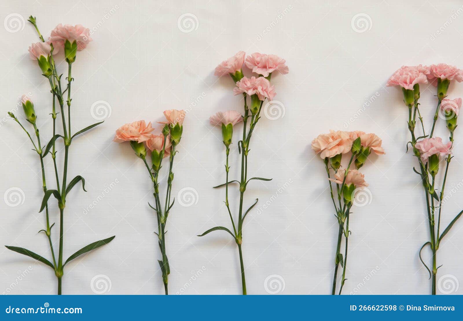 Pink and Yellow Carnation Flowers Pattern on a White Background Viewed ...