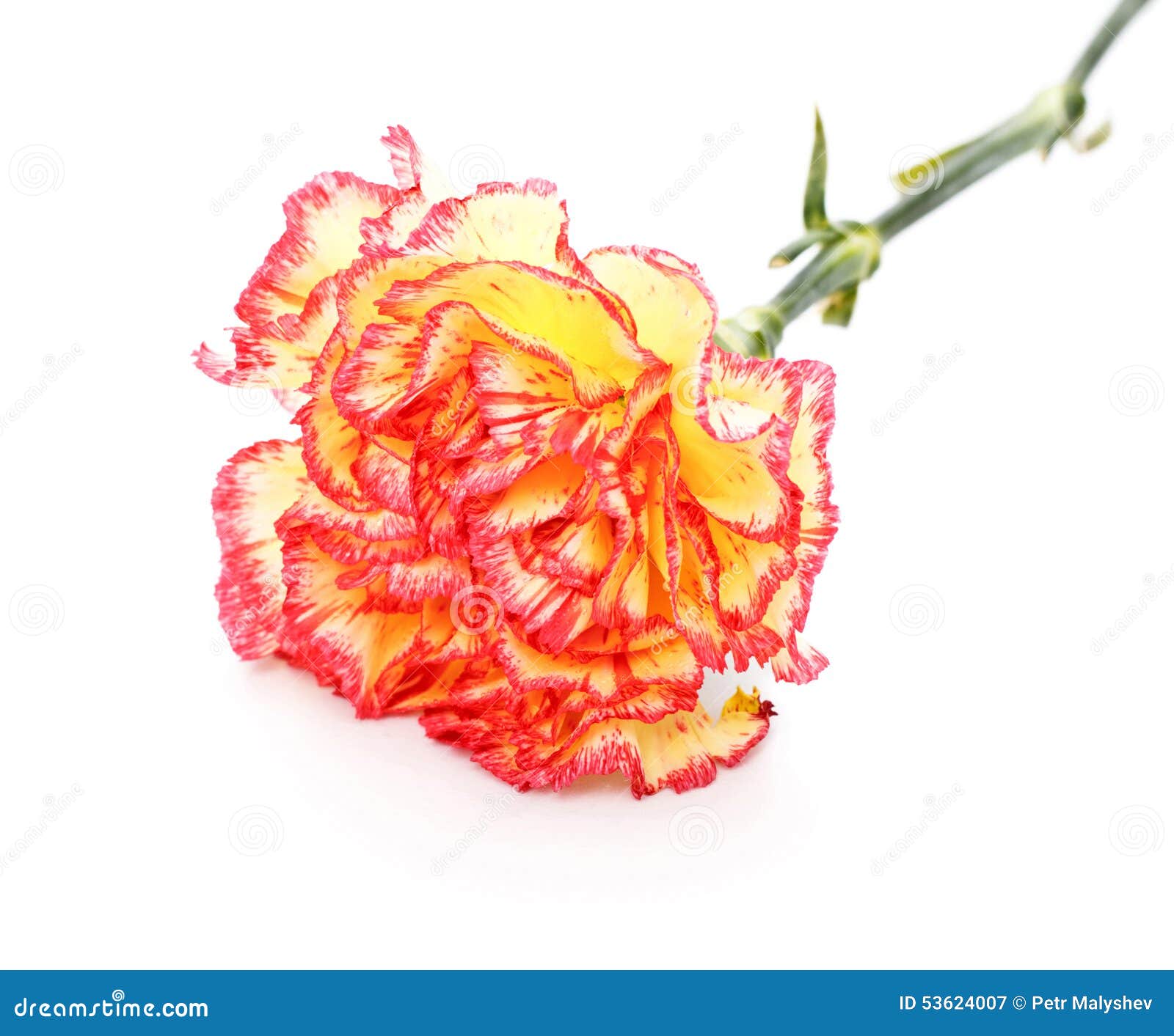 Pink and Yellow Carnation stock image. Image of green - 53624007