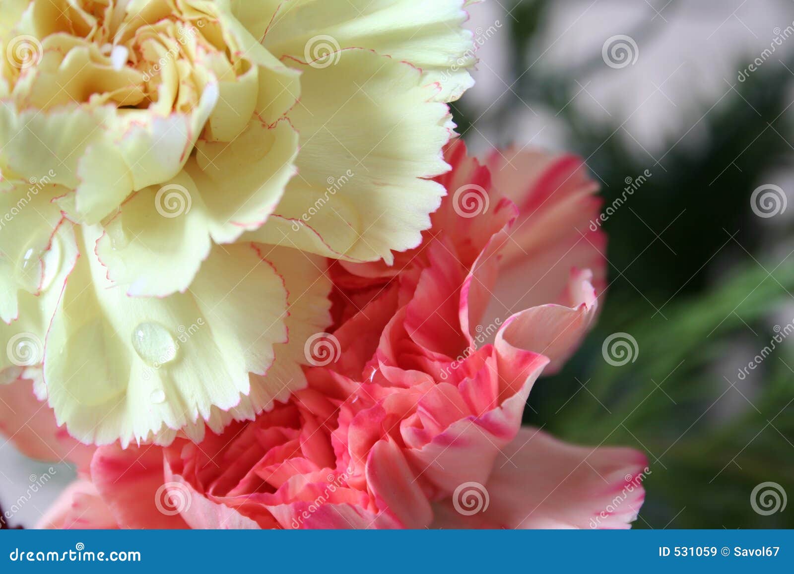 Pink and yellow carnations stock image. Image of carnations - 531059