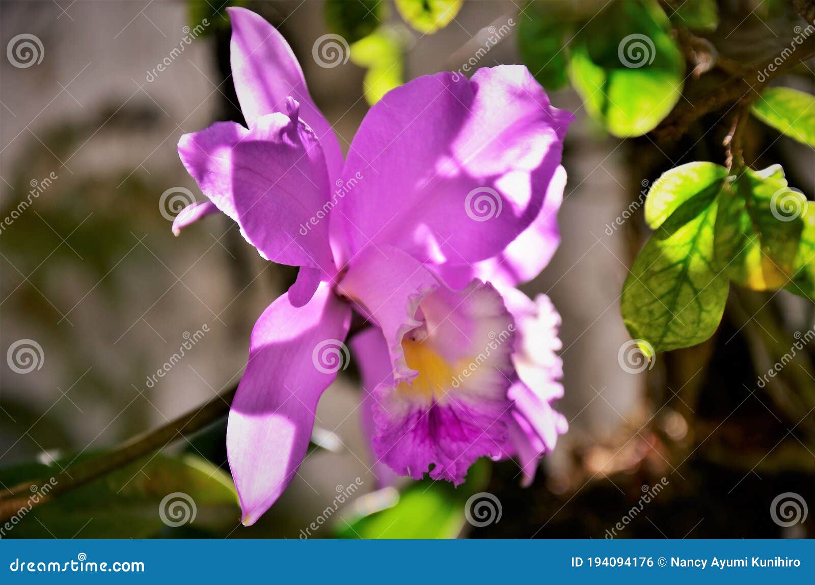In the Yard the Beautiful Pink Cattleya Orchid Stock Photo - Image of ...