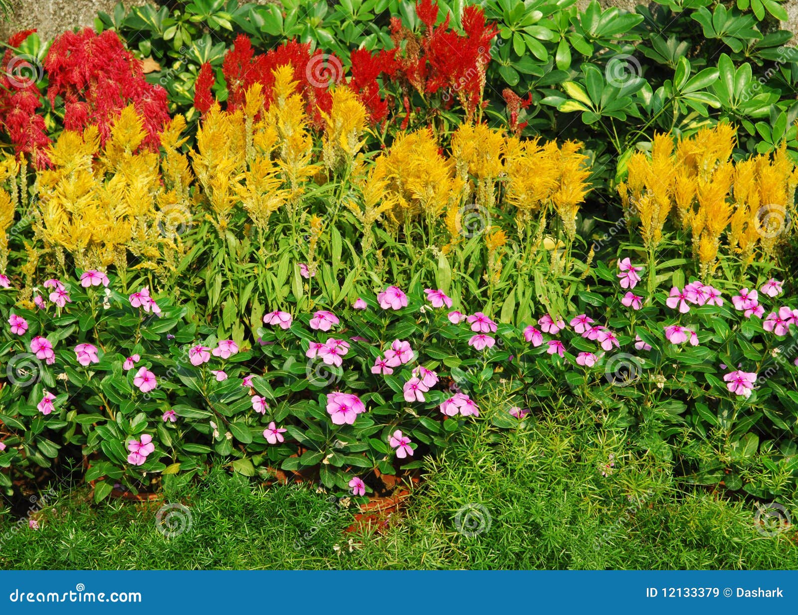 Pink and Yellow Flower Background Stock Image - Image of natural ...