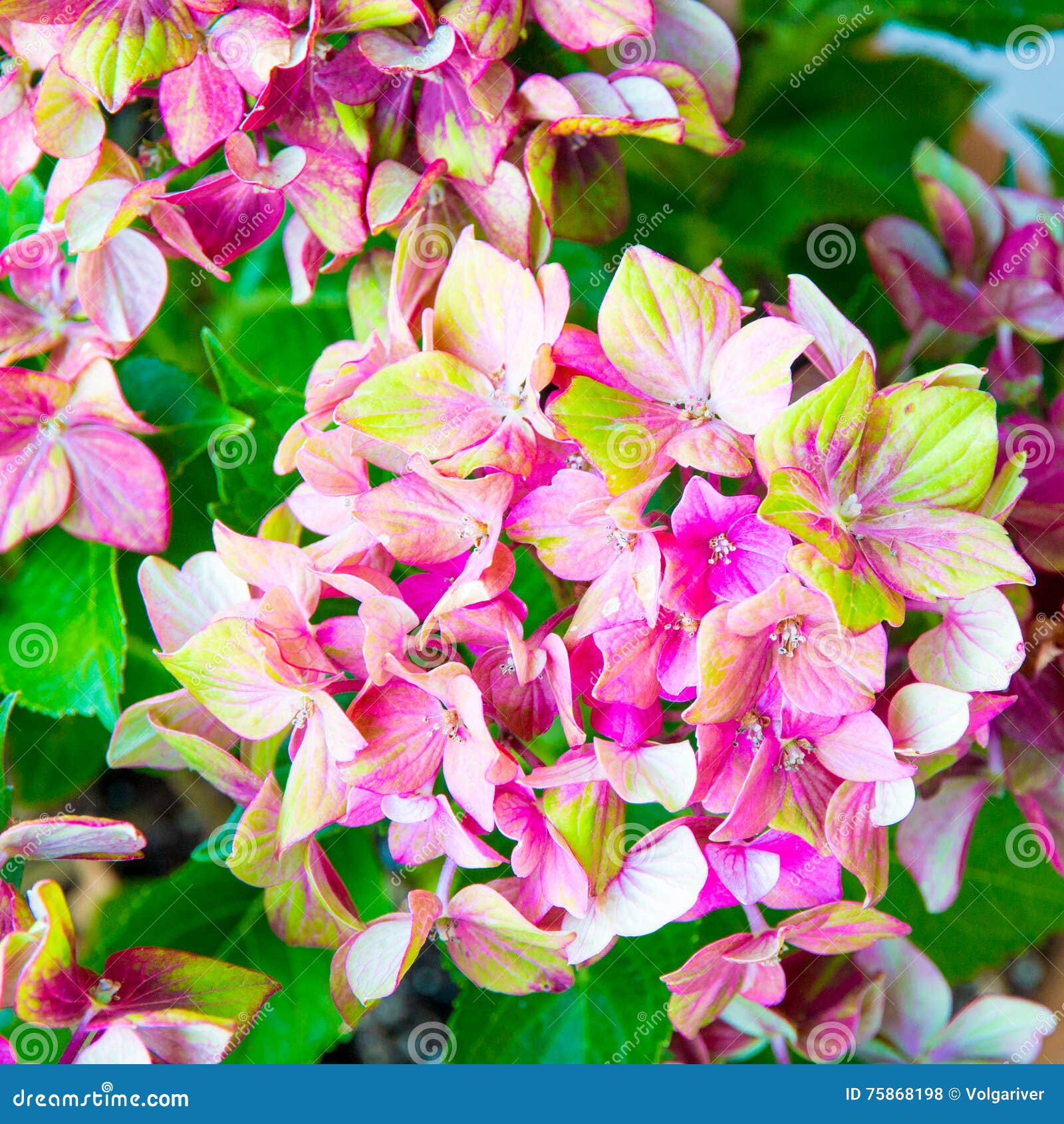 Pink and Yellow Hydrangea Flower (Hydrangea Macrophylla) Stock Photo ...