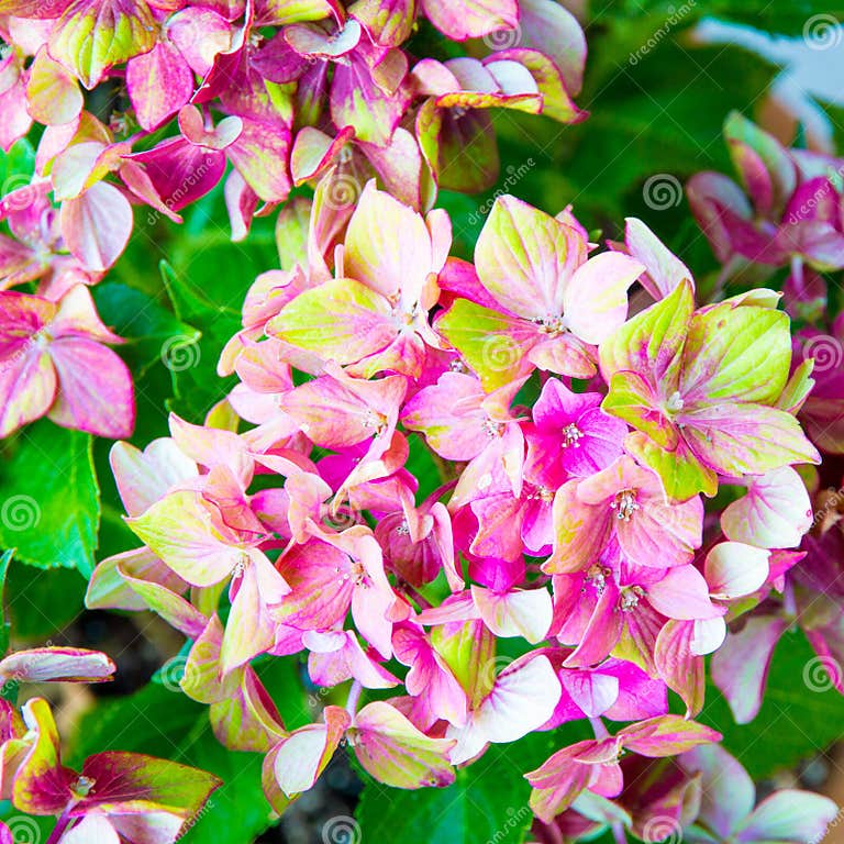 Pink and Yellow Hydrangea Flower (Hydrangea Macrophylla) Stock Photo ...