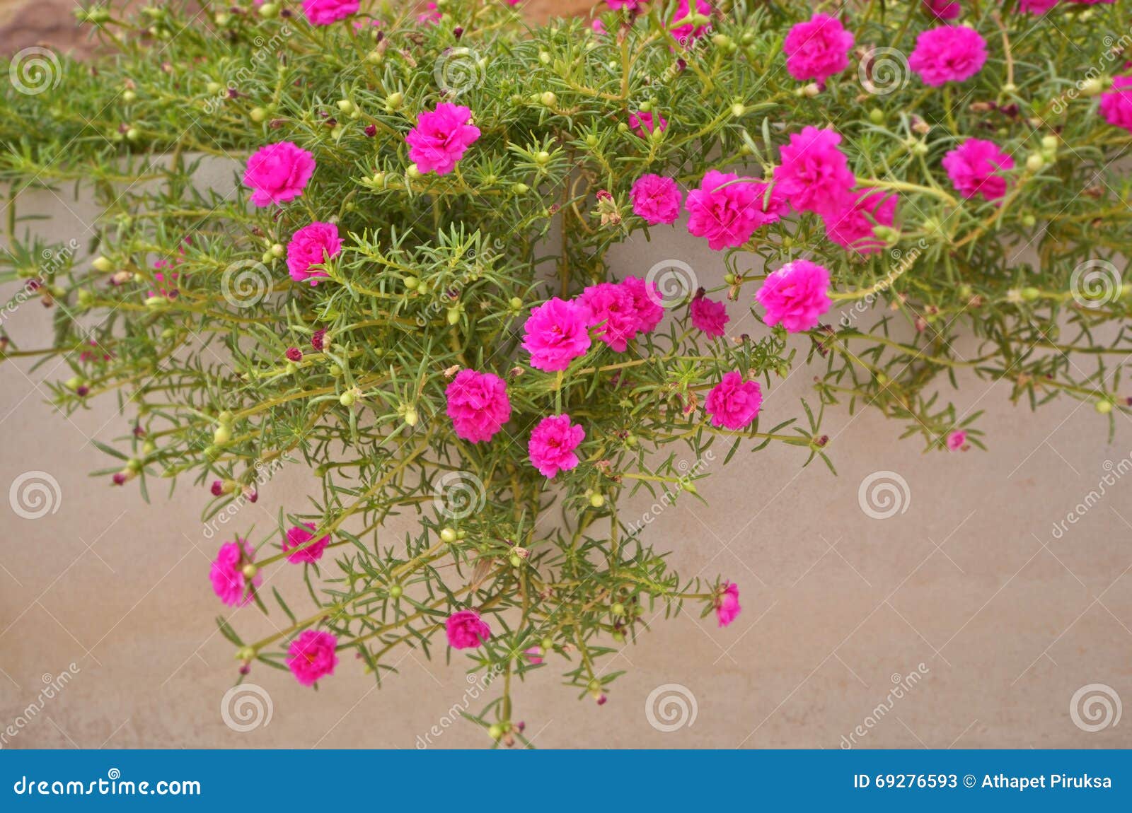 Pink and Yellow Moss Rose Flowers with Leaves Stock Image - Image of ...