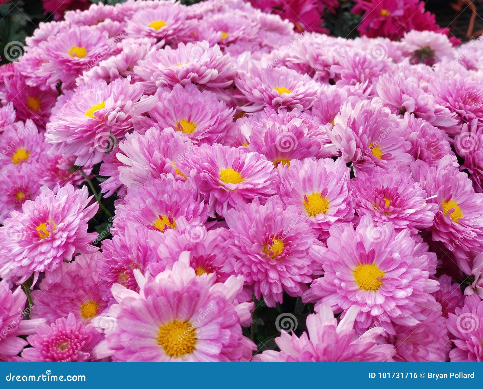 Pink Mums stock photo. Image of flowers, green, blooming - 101731716