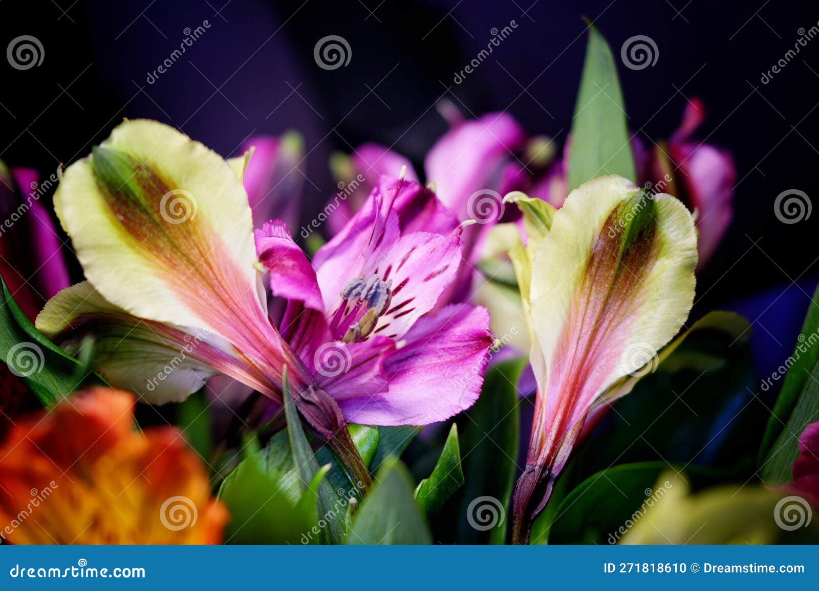 Pink and Yellow Oriental Lily Stock Photo - Image of purple, green ...