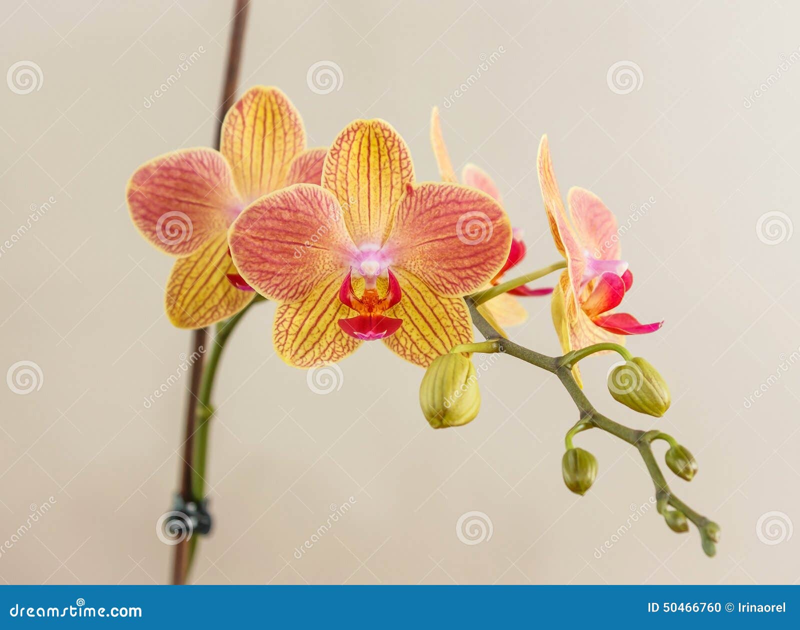 Pink - yellow phalaenopsis stock photo. Image of beautiful - 50466760
