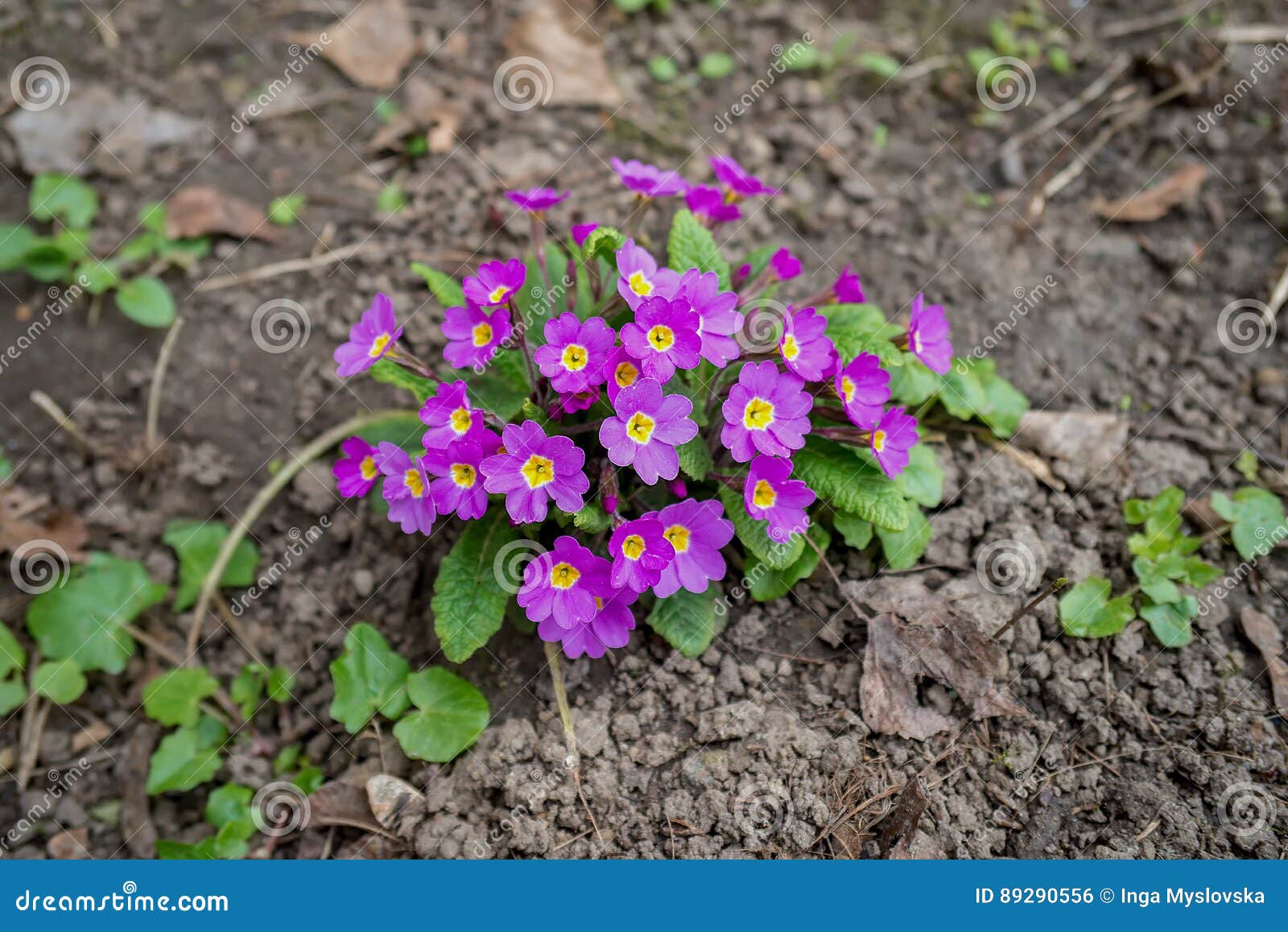 Pink Yellow Primrose Close Up Stock Photo - Image of hobby, blooming ...