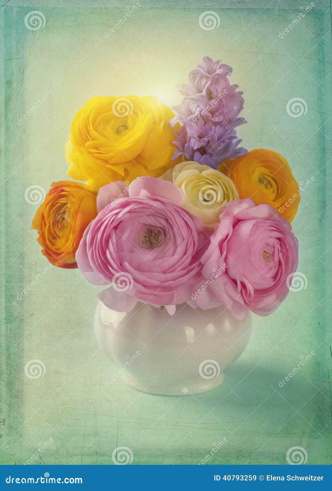 Pink and yellow ranunculus stock image. Image of bloom - 40793259
