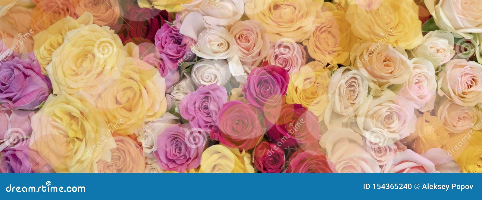 Pink, Yellow, Red and Orange Roses Stock Photo - Image of nature, color ...